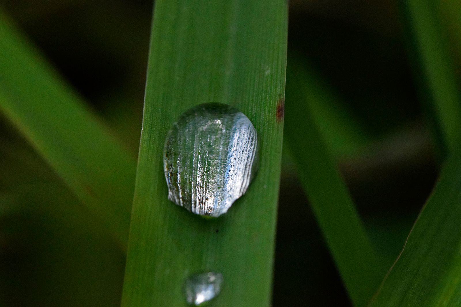One of my first shots with my macro lens | Scrolller