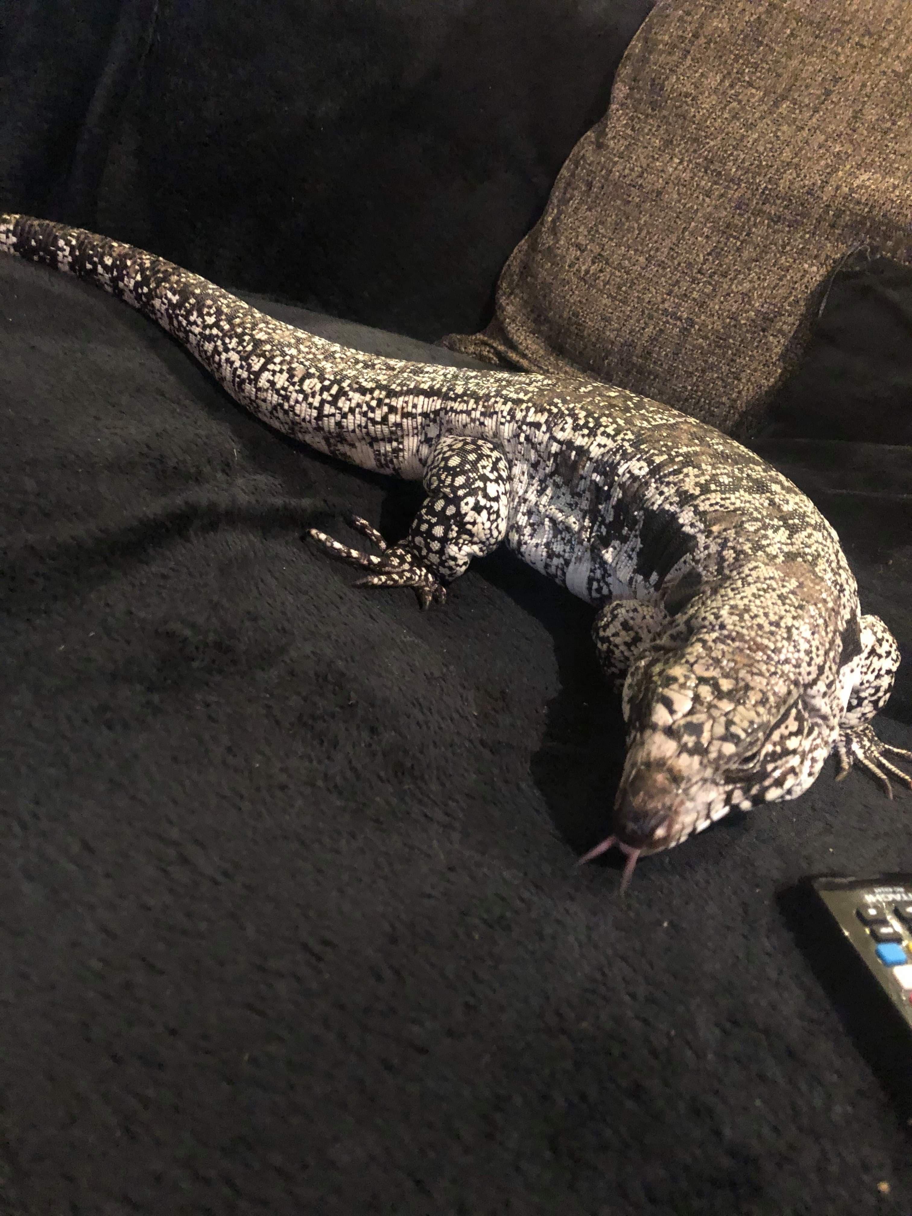 One of my two big lizards | Scrolller