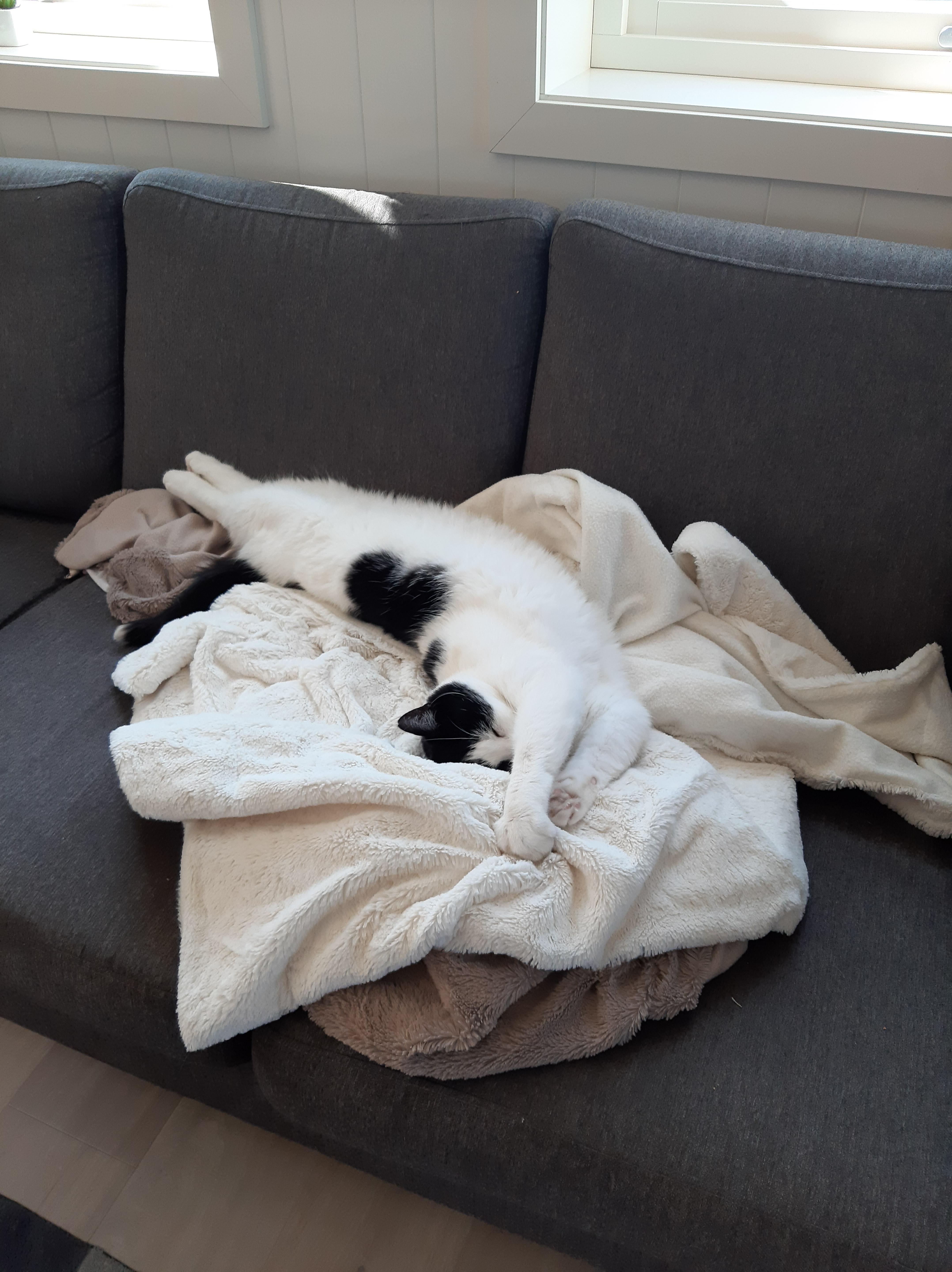 One of our cat Sophie's favourite sleeping positions | Scrolller