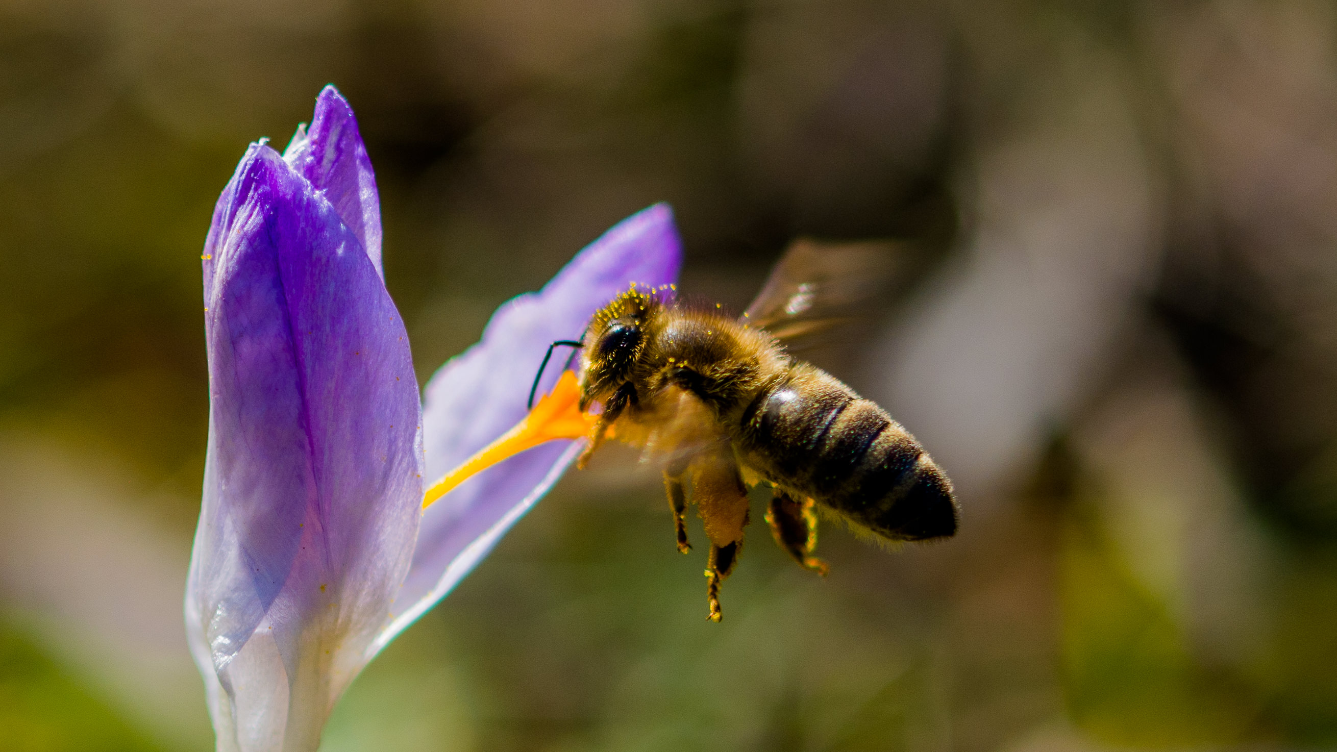 one of the first bees i've seen this year | Scrolller