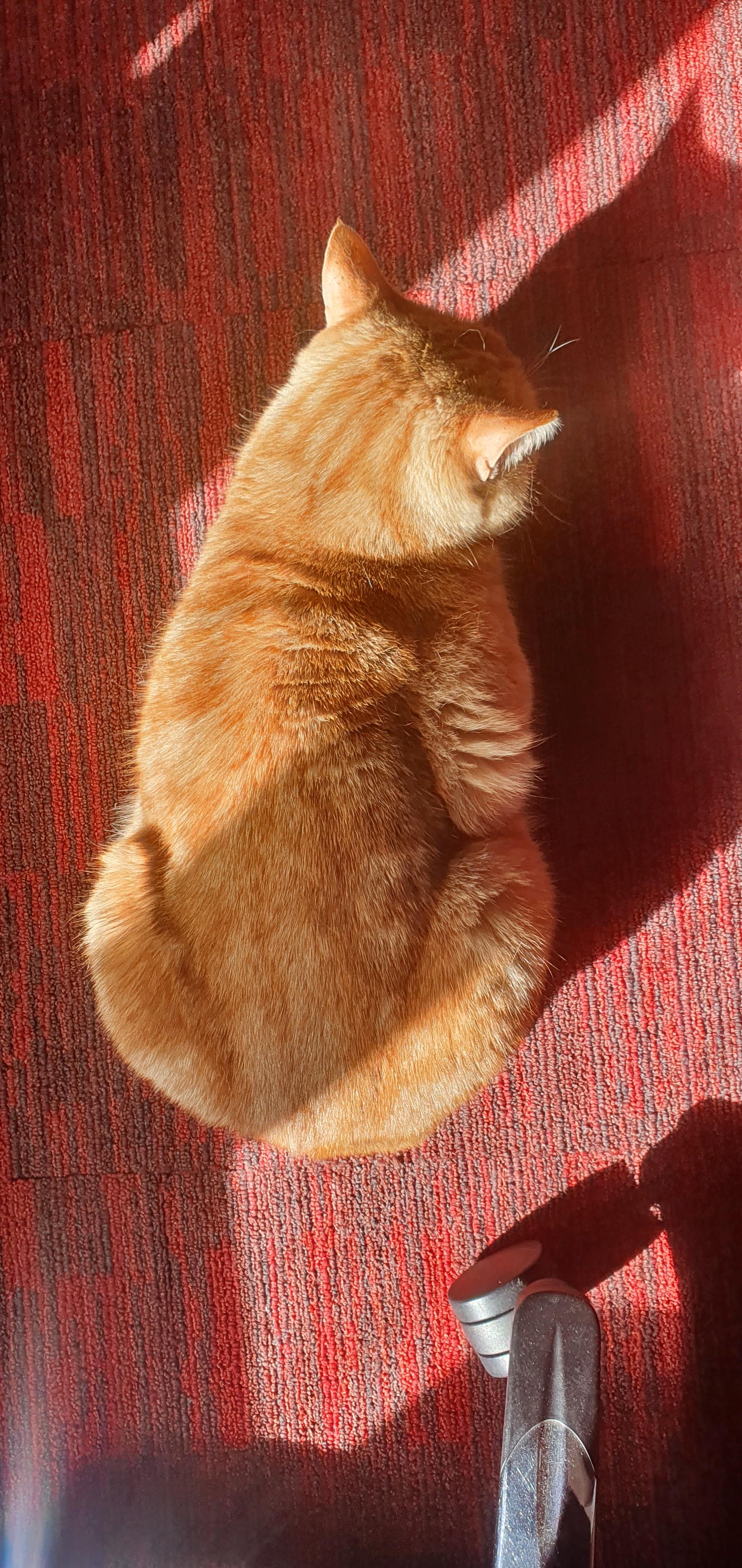 One perfectly baked ginger loaf | Scrolller