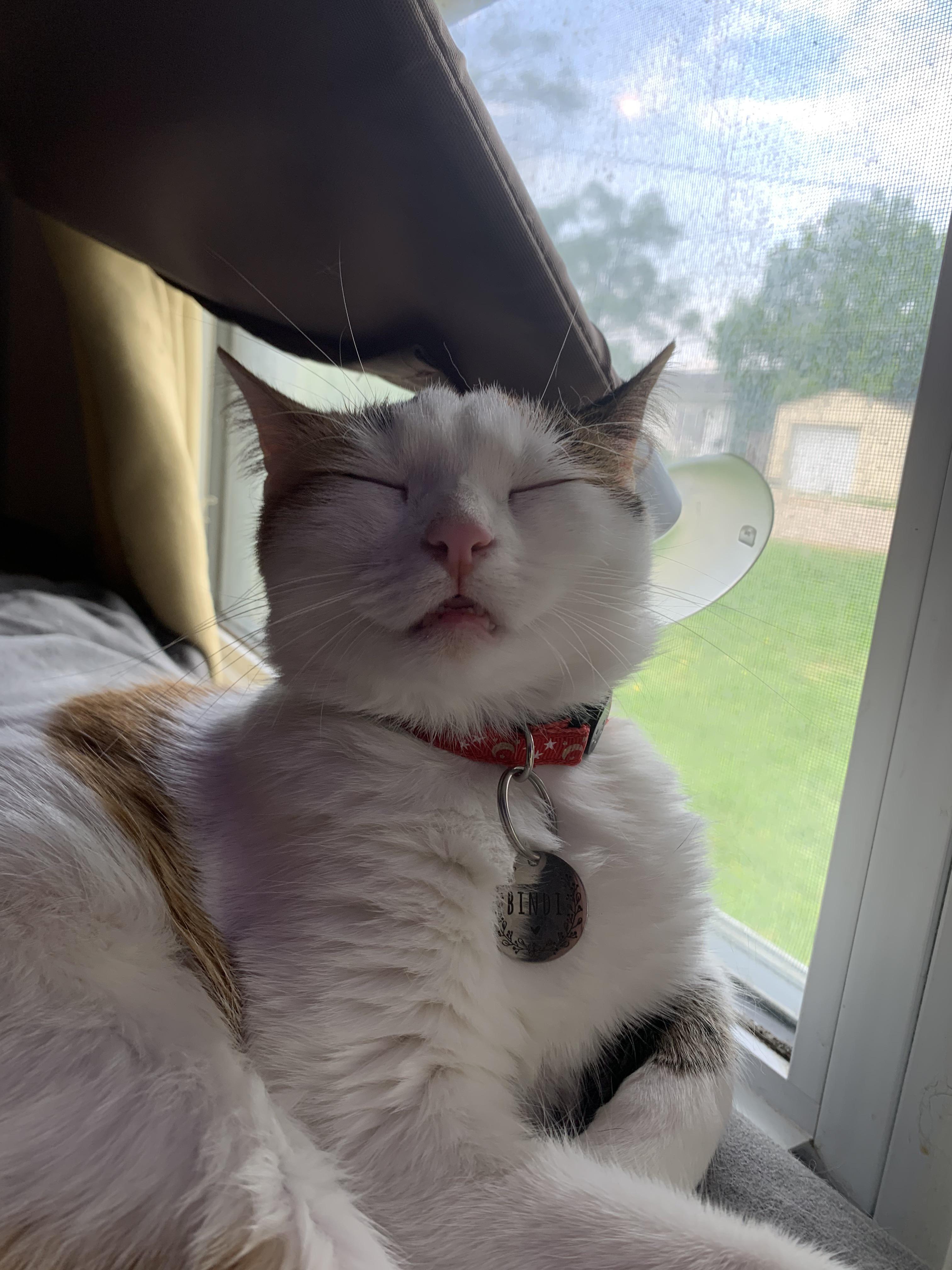 One pinch of catnip has her like | Scrolller