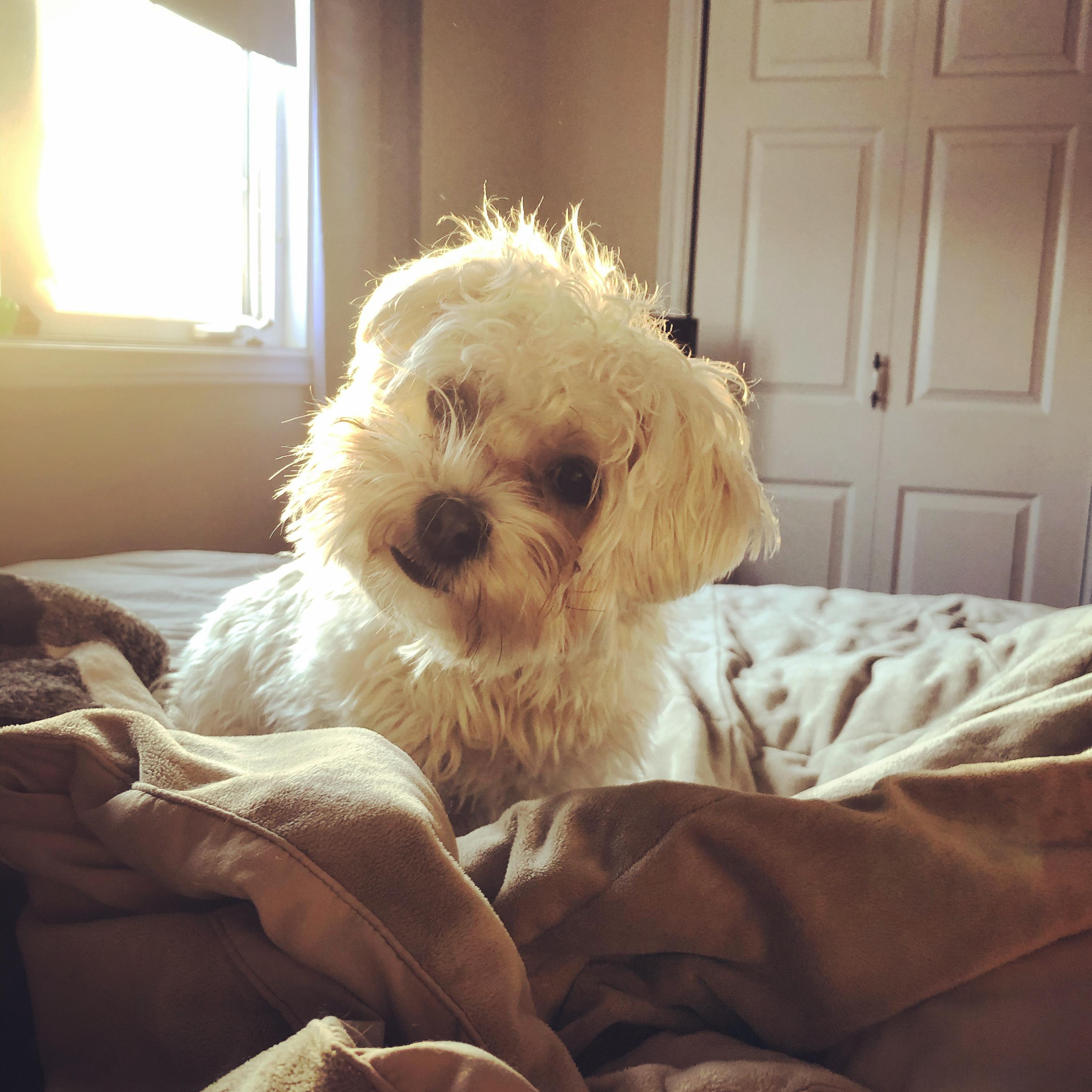 One year old Indy...with bedhead! | Scrolller