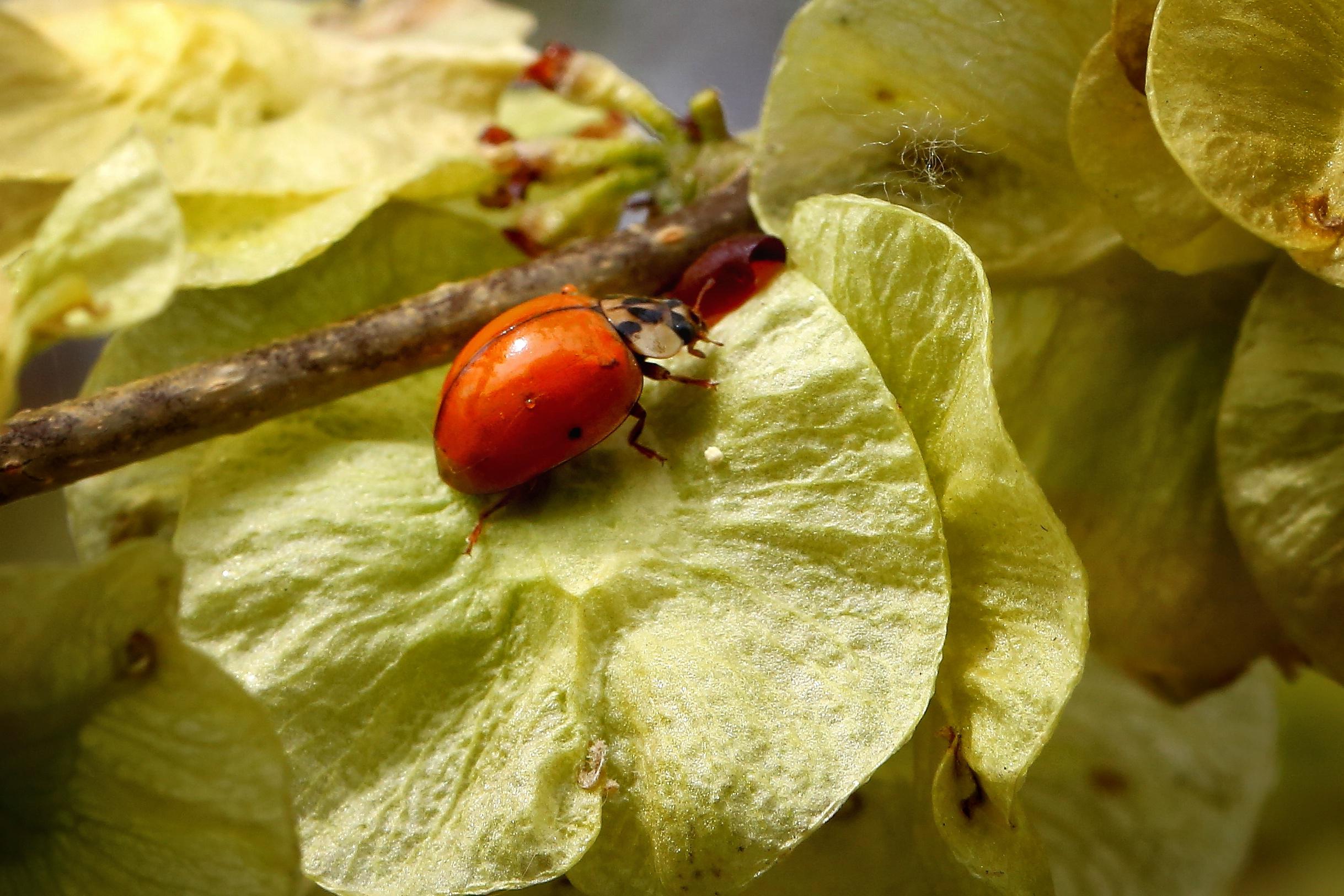 Only one little spot on this lady bug. | Scrolller