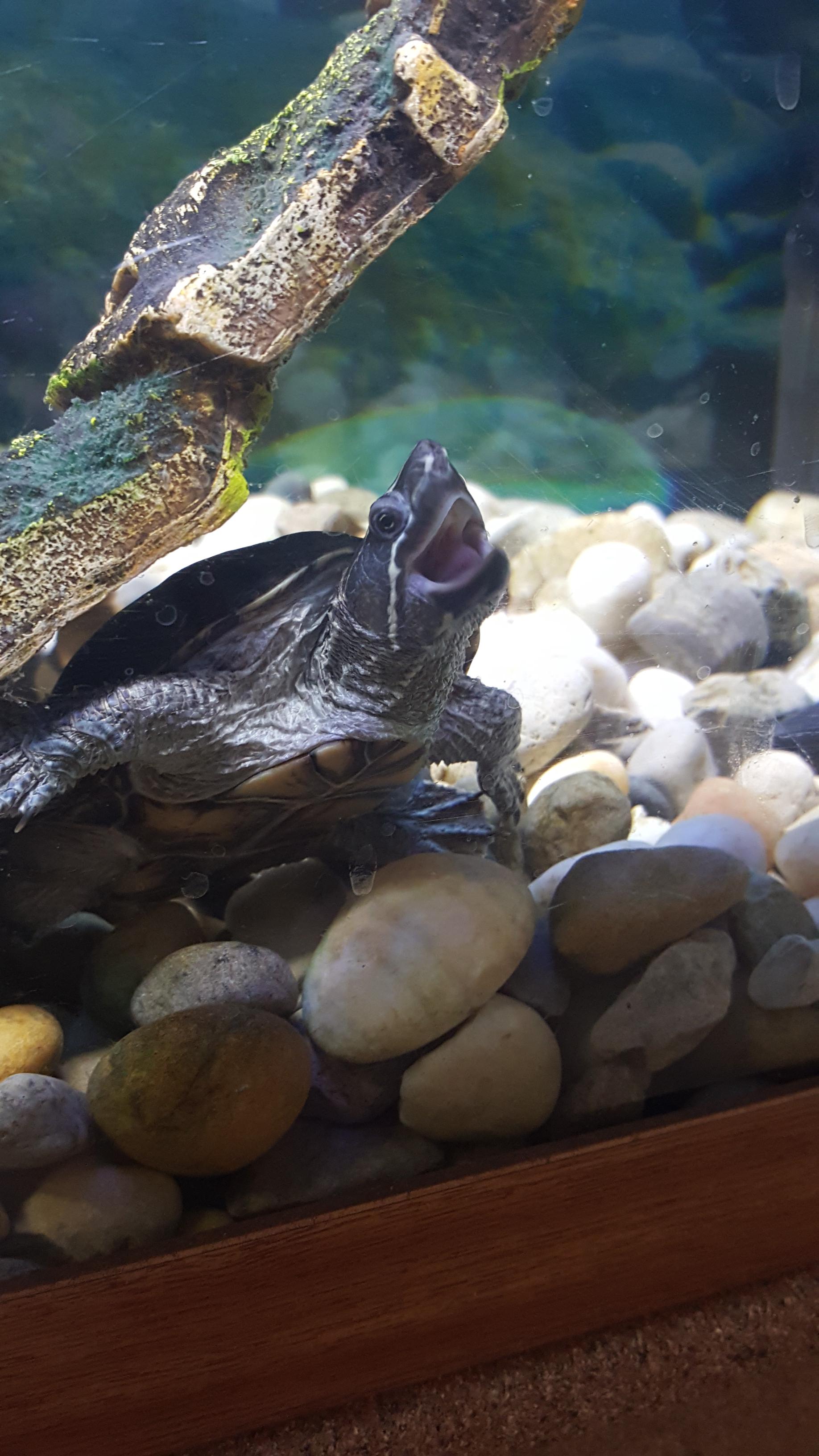 Open up and say Ahhhh | Scrolller