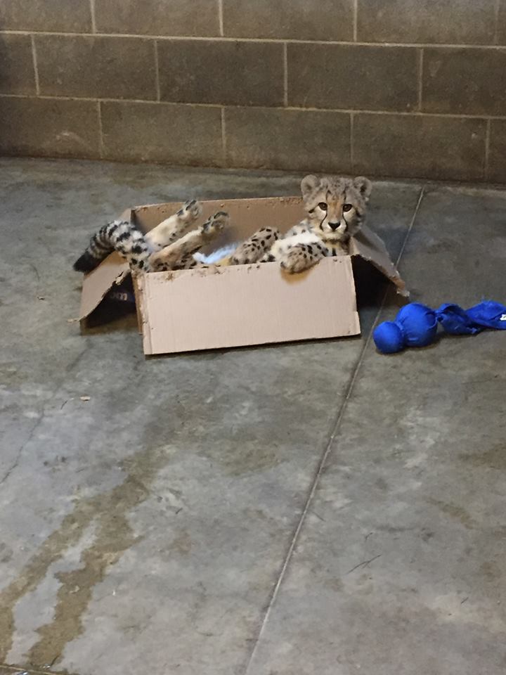 Ophelia thoroughly enjoying her box | Scrolller