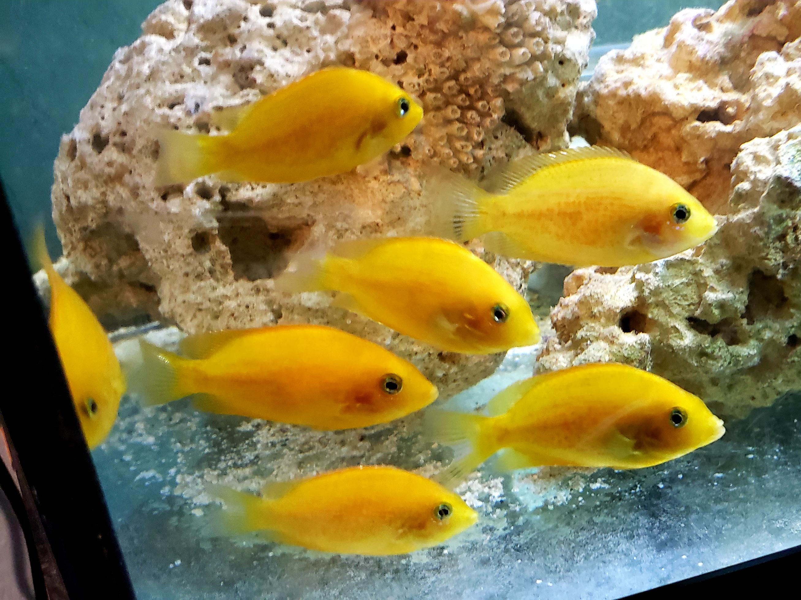 Orange Chromide full marine | Scrolller