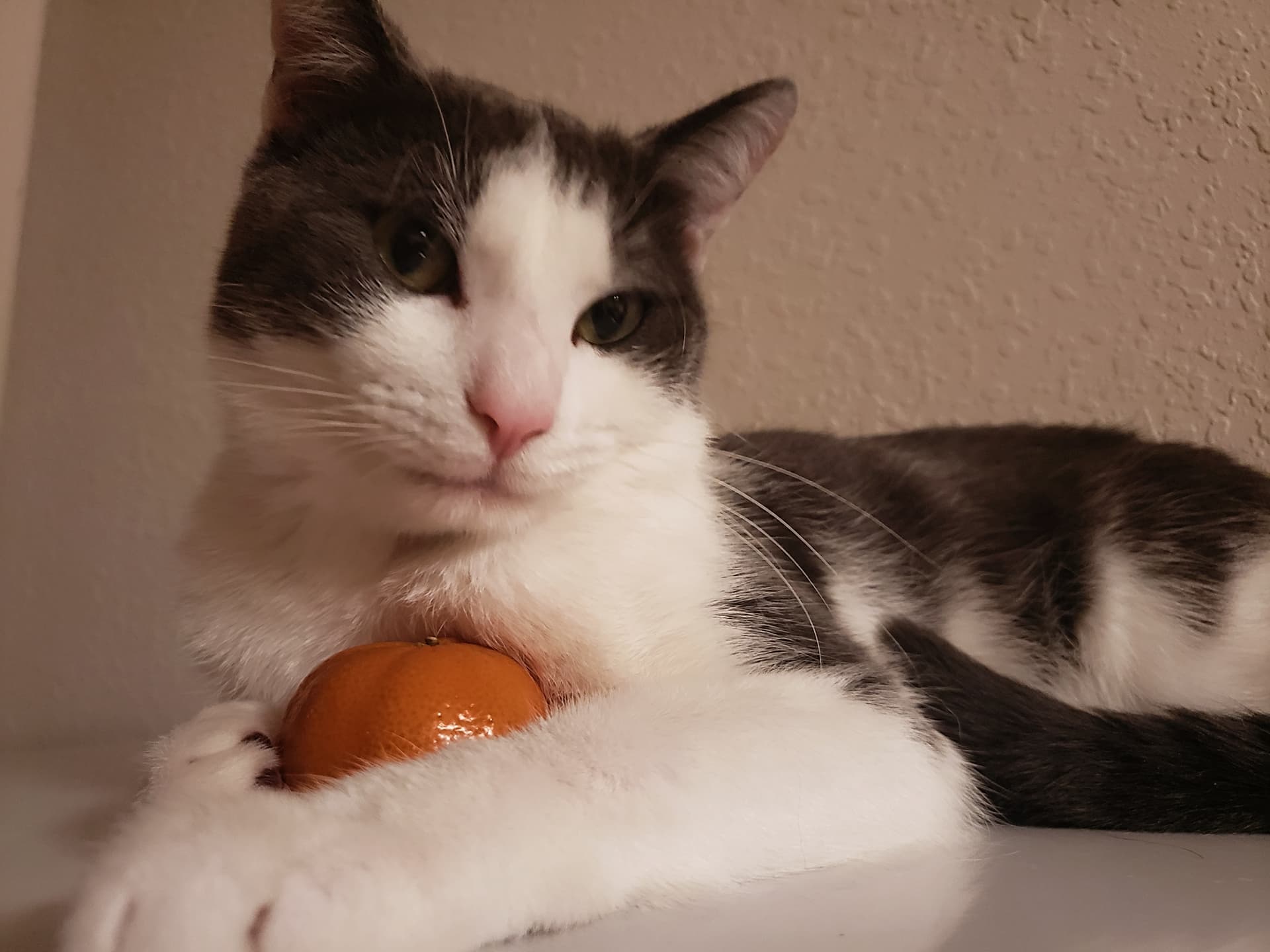 Orange loaf | Scrolller