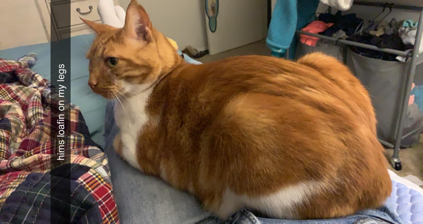Ginger Loaf | Scrolller