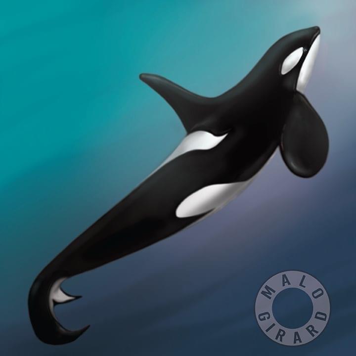 ORCA by @malogirard | Scrolller