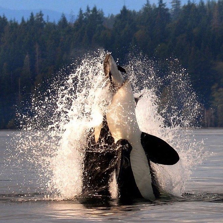 Orca grabs a Porpoise | Scrolller