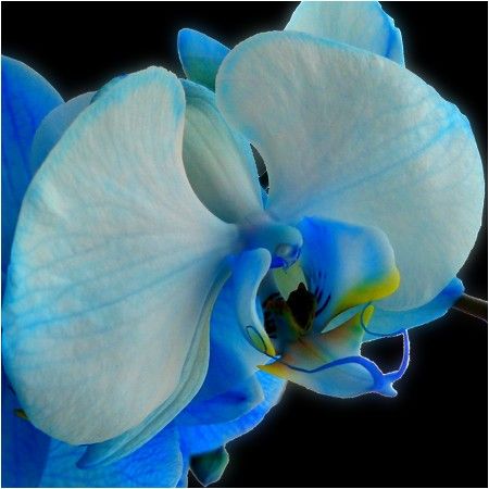Orchid | Scrolller