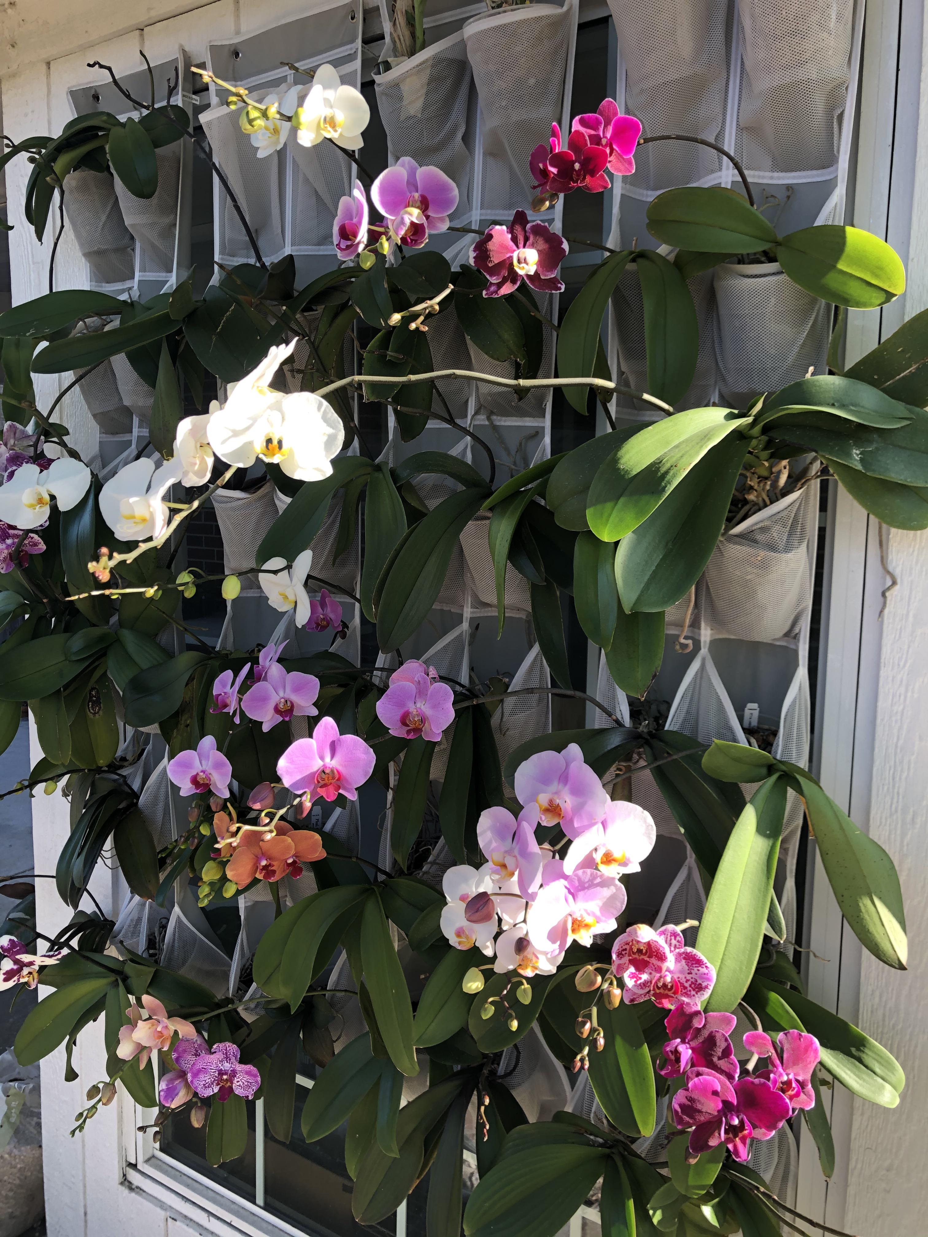 Orchid Wall | Scrolller