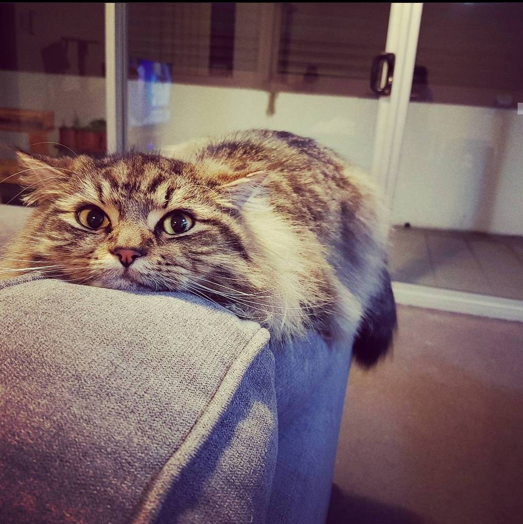 Oreo the IKEA cat, flat packed. Please use toolna to assemble. | Scrolller