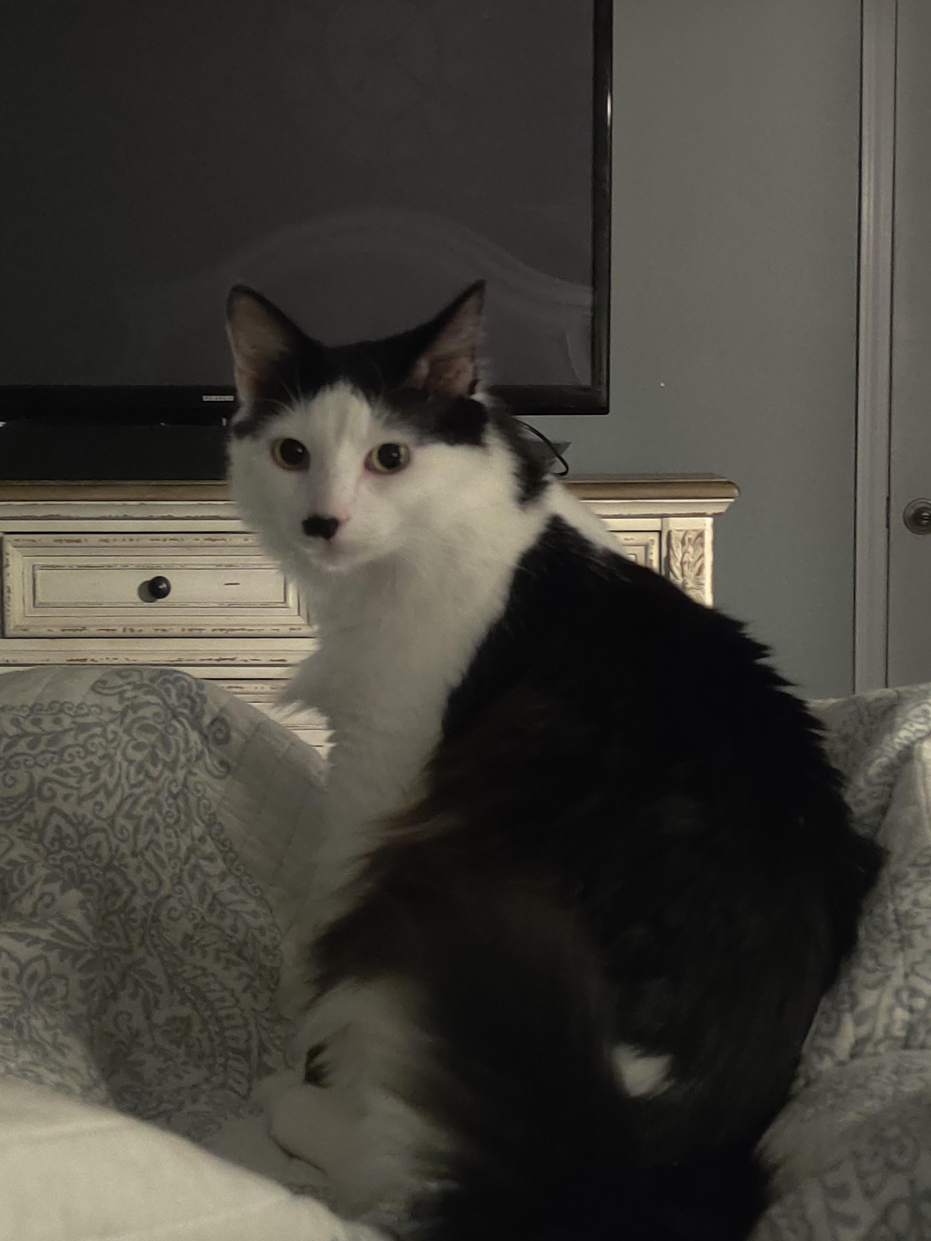 Oreo the nfc | Scrolller