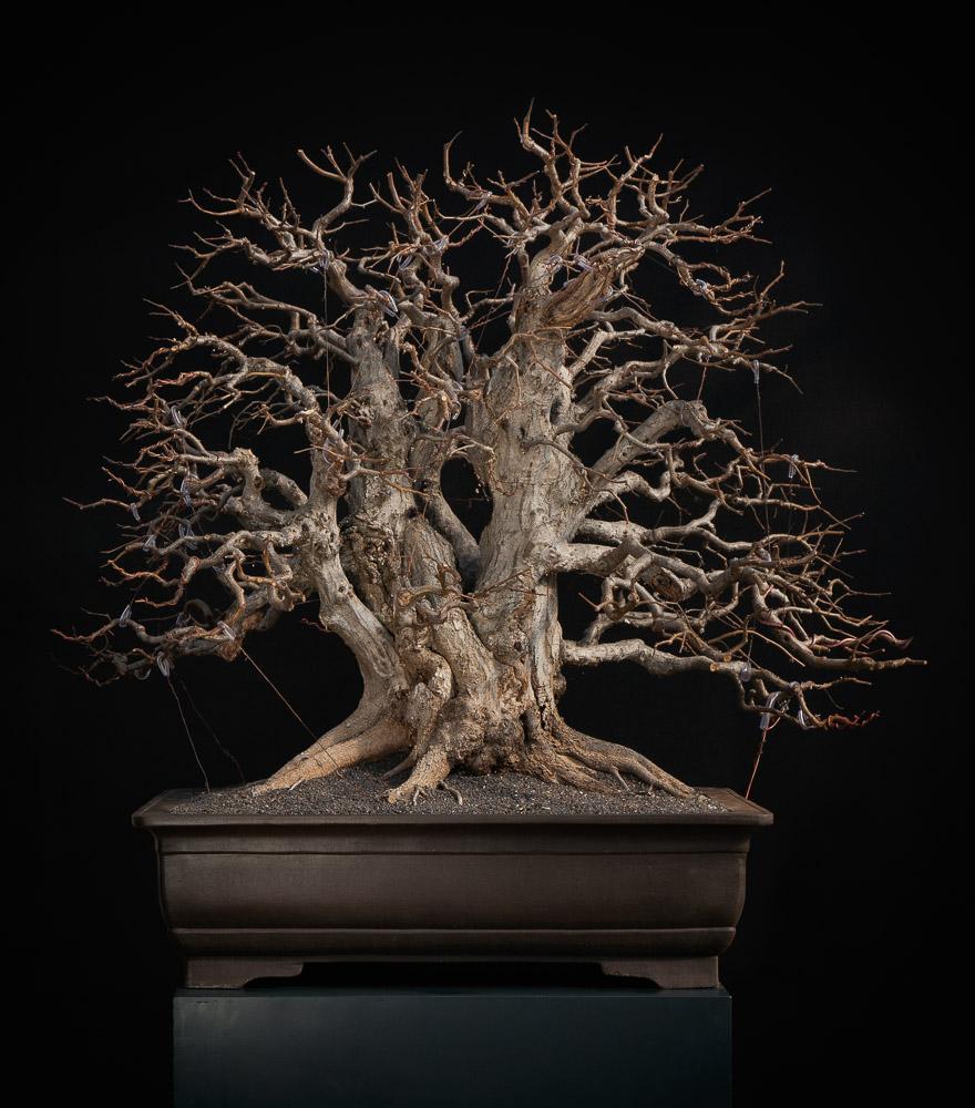 Oriental Hornbeam - the Monarch | Scrolller