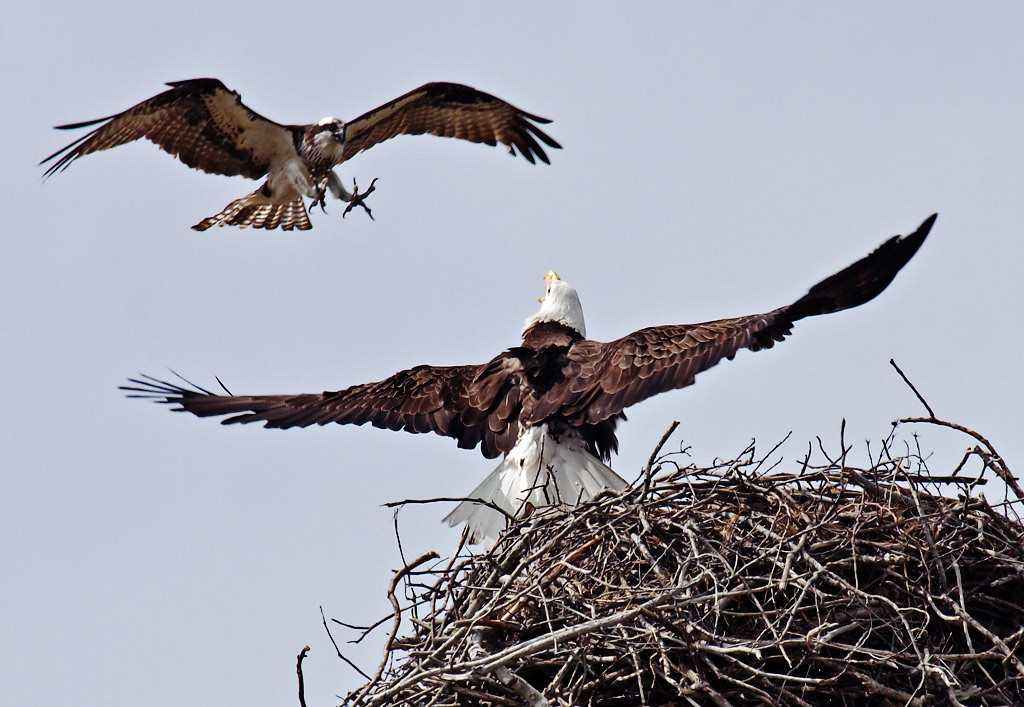 Osprey fights Bald Eagle | Scrolller