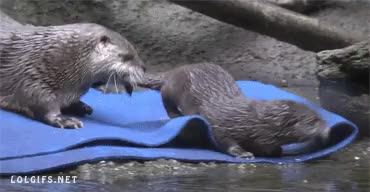 Otter drowning a friend. | Scrolller