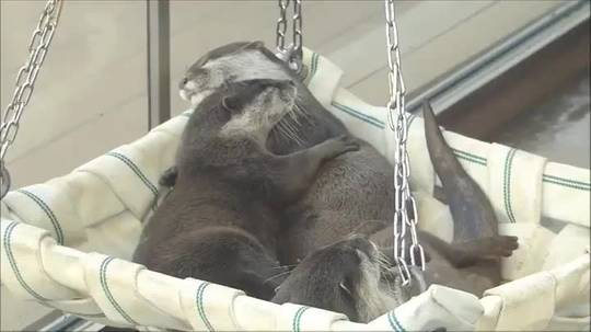 Otter love each other | Scrolller