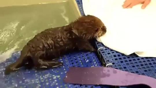 Otter pups: hand dry only | Scrolller