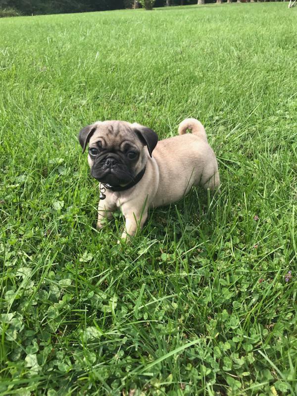 Otto, our new family member | Scrolller