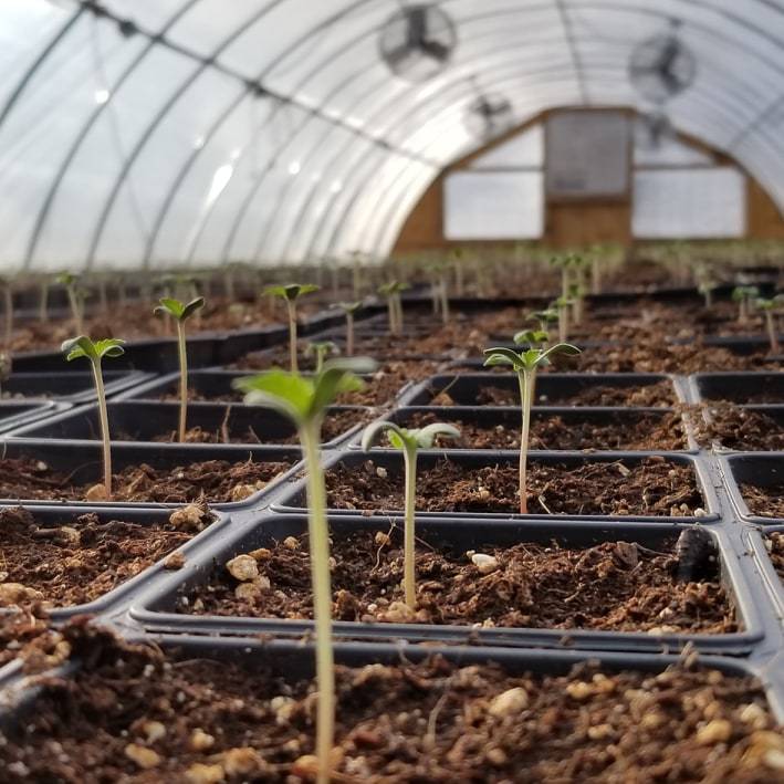 Our 2018 hemp crop has germinated :) | Scrolller
