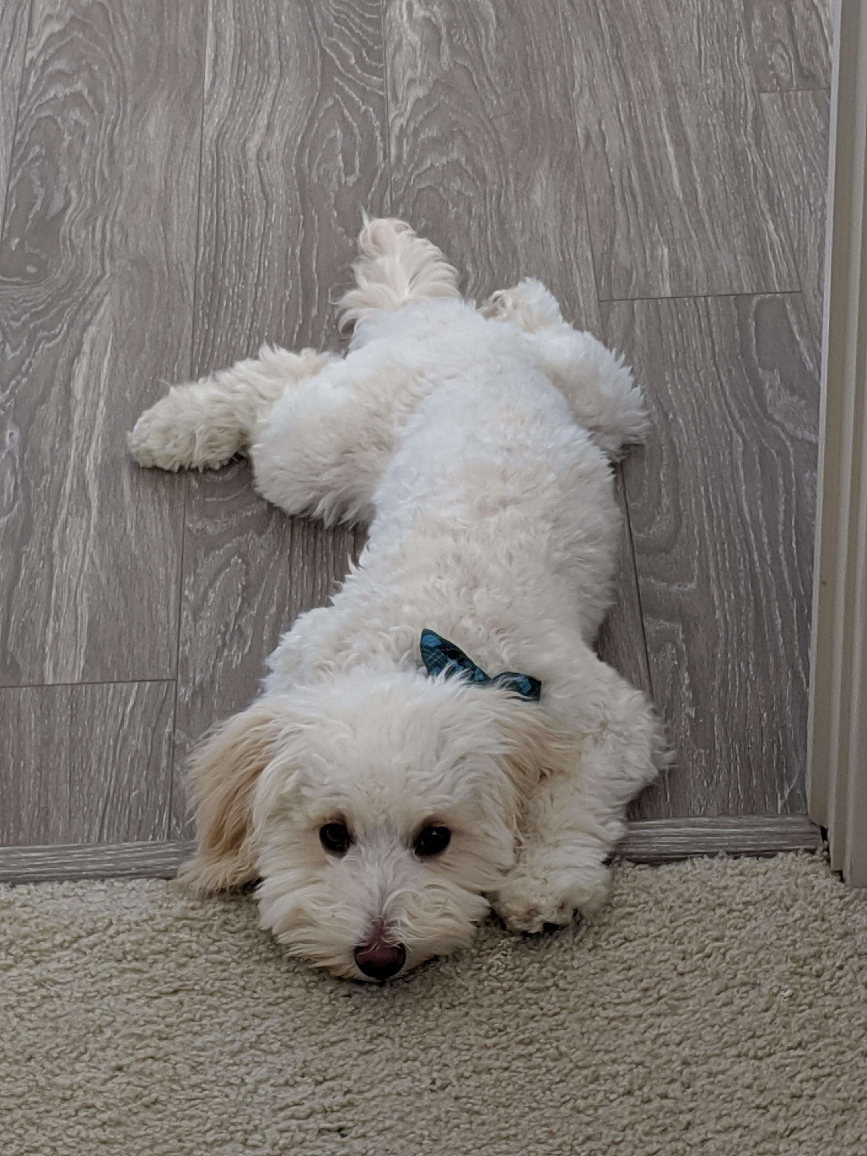 Our 6 month old baby, Bijou! | Scrolller