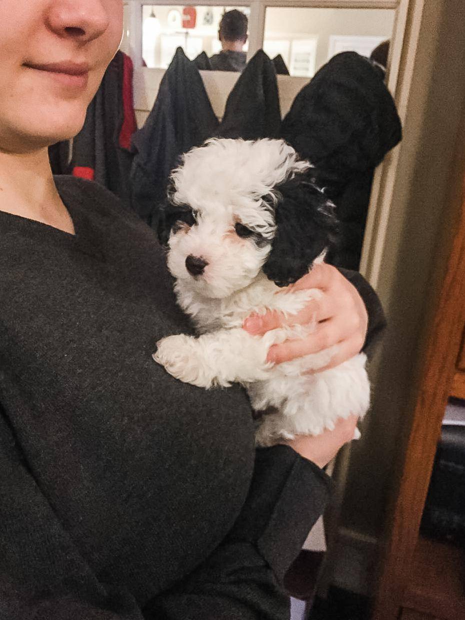 Our 7 week old MalshiPoo, Barley ️ | Scrolller