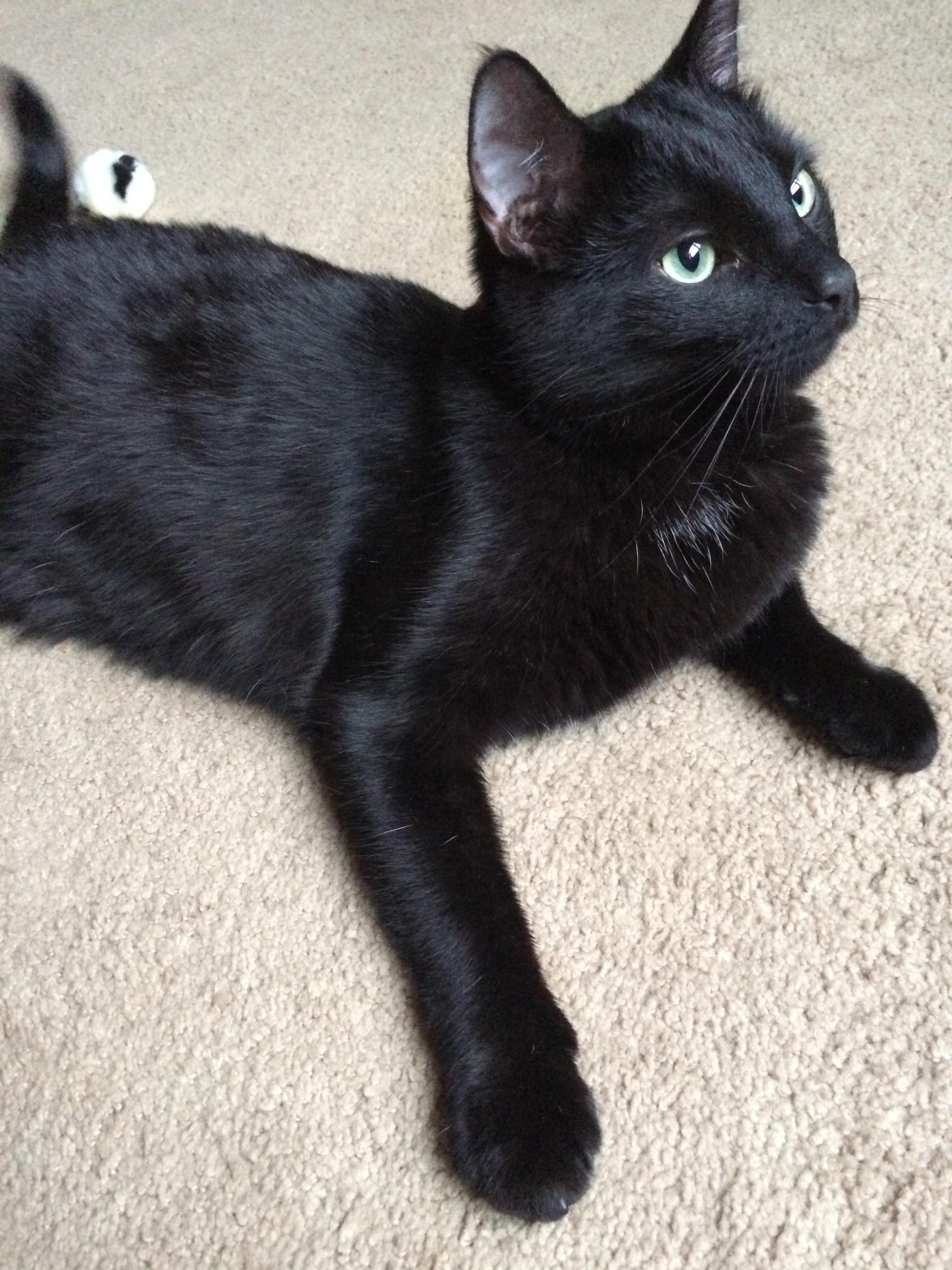 Our beautiful boy Pippin 🖤 | Scrolller