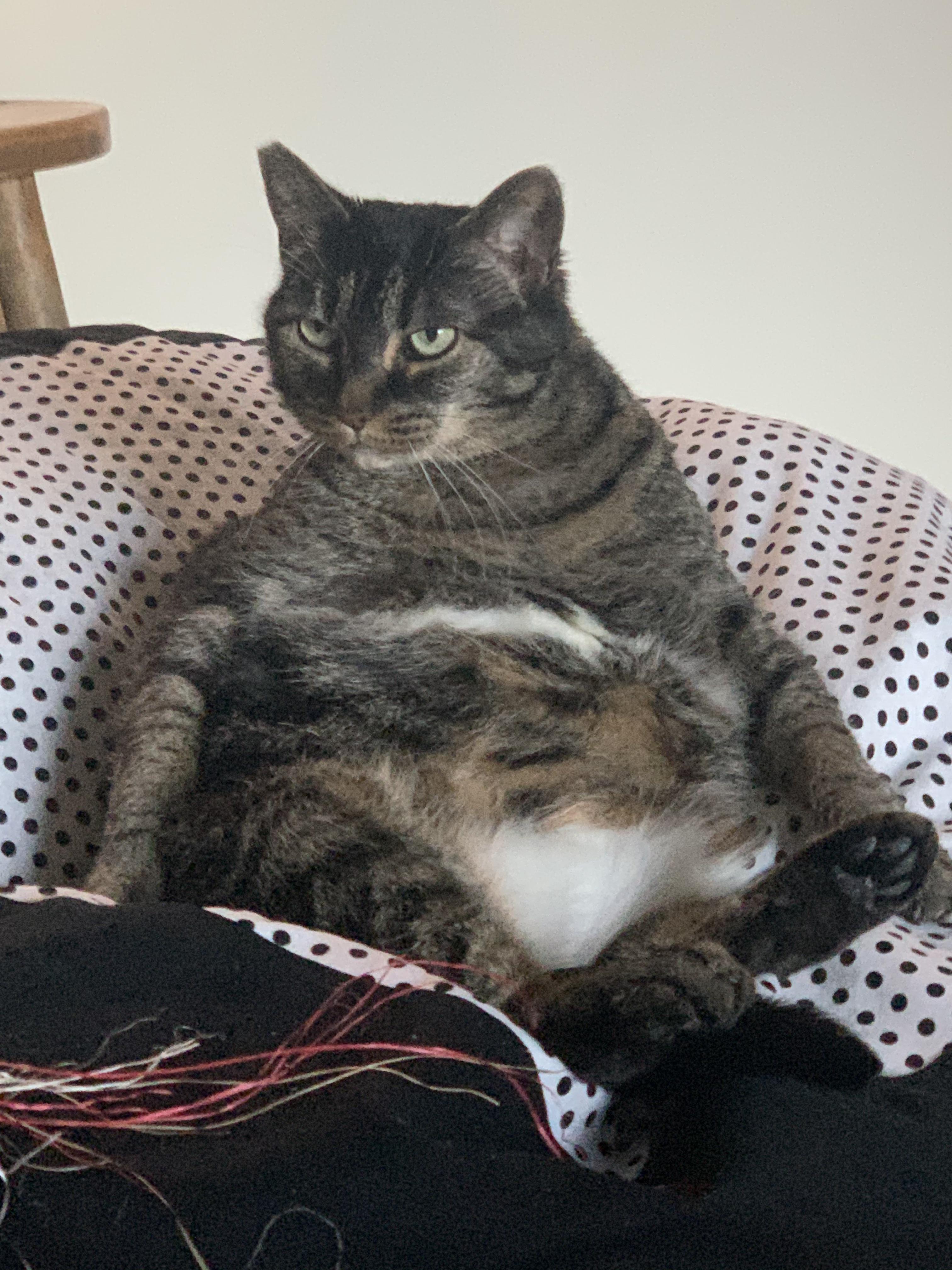 Our Bella, in all her glory | Scrolller