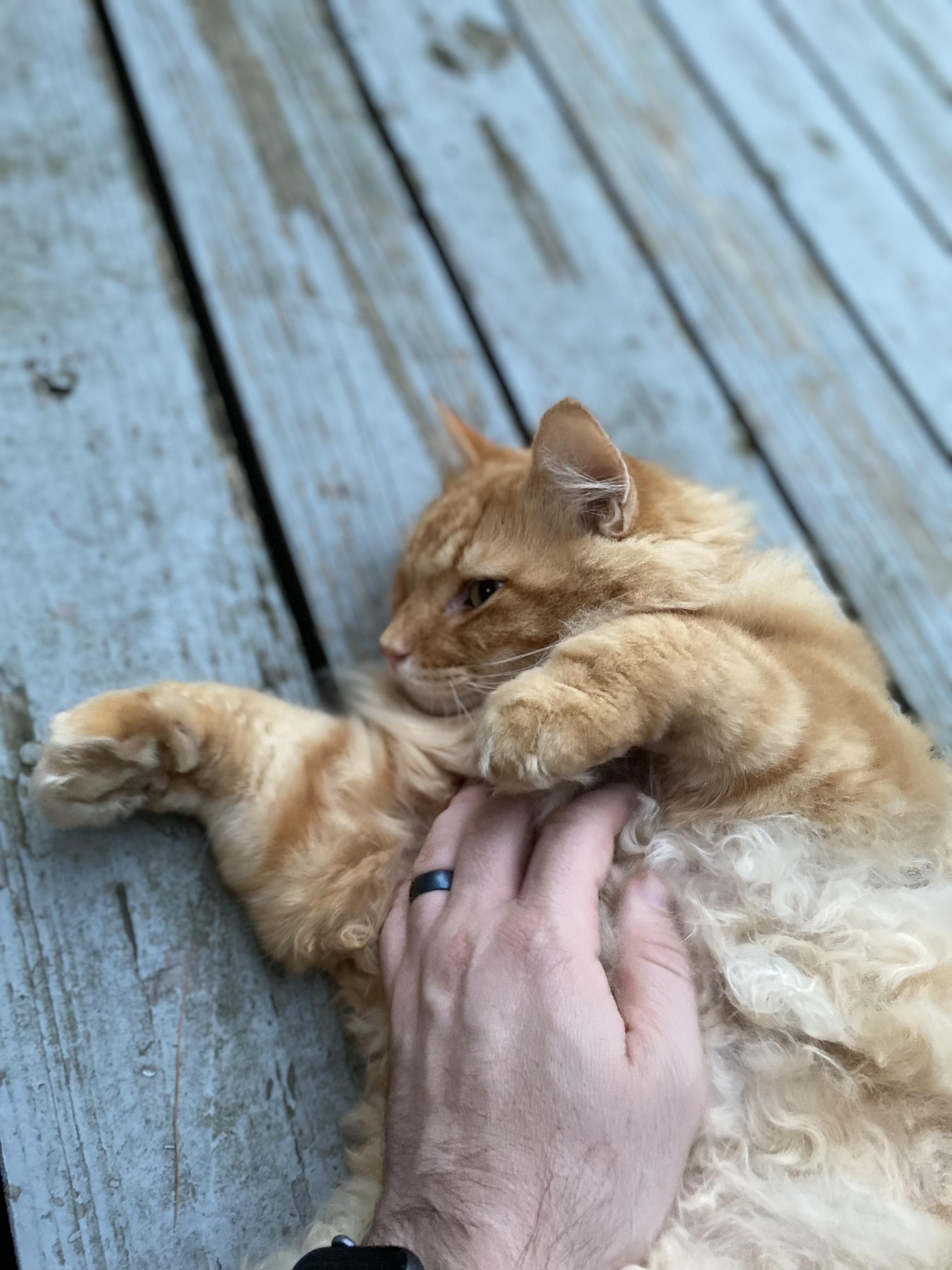 Our big ol’ floofball of a stray ginger, Magic Johnson | Scrolller