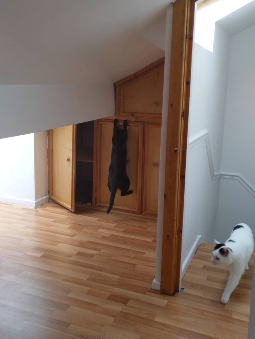 Our black cat has figured out a unique way to open cupboard doors - he ... Our black cat has figured out a unique way to open cupboard doors - he ...