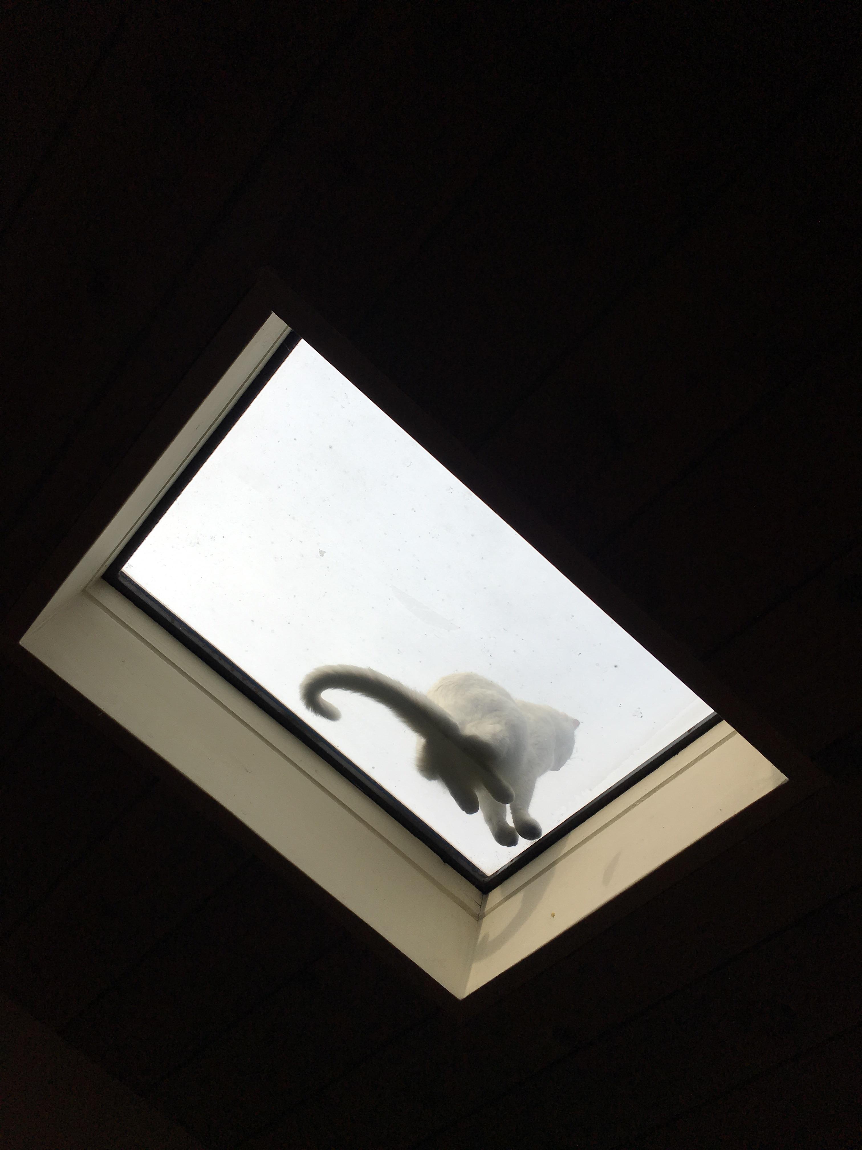 Our cat on the skylight with her long monkey tail | Scrolller