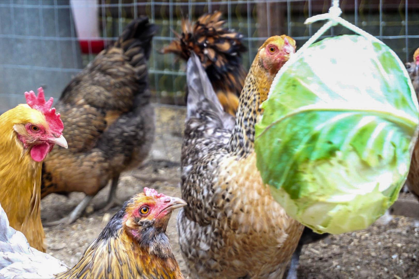 Our chickens were getting bored, so we hung a cabbage in their run and fun was had by all! (Link ...