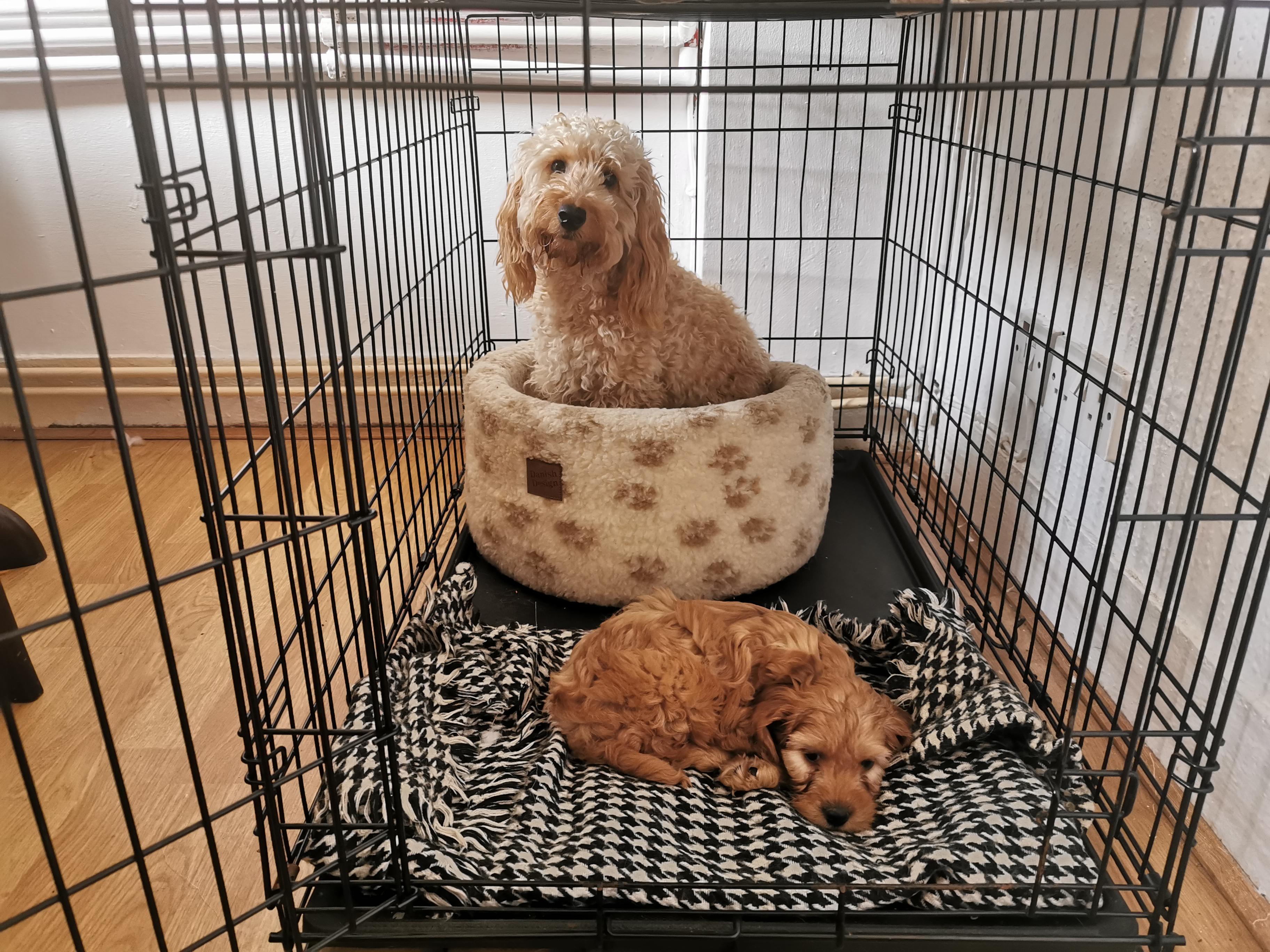 Our cockapoo babies, Max 10 months and Milo 8 weeks. So much love! | Scrolller