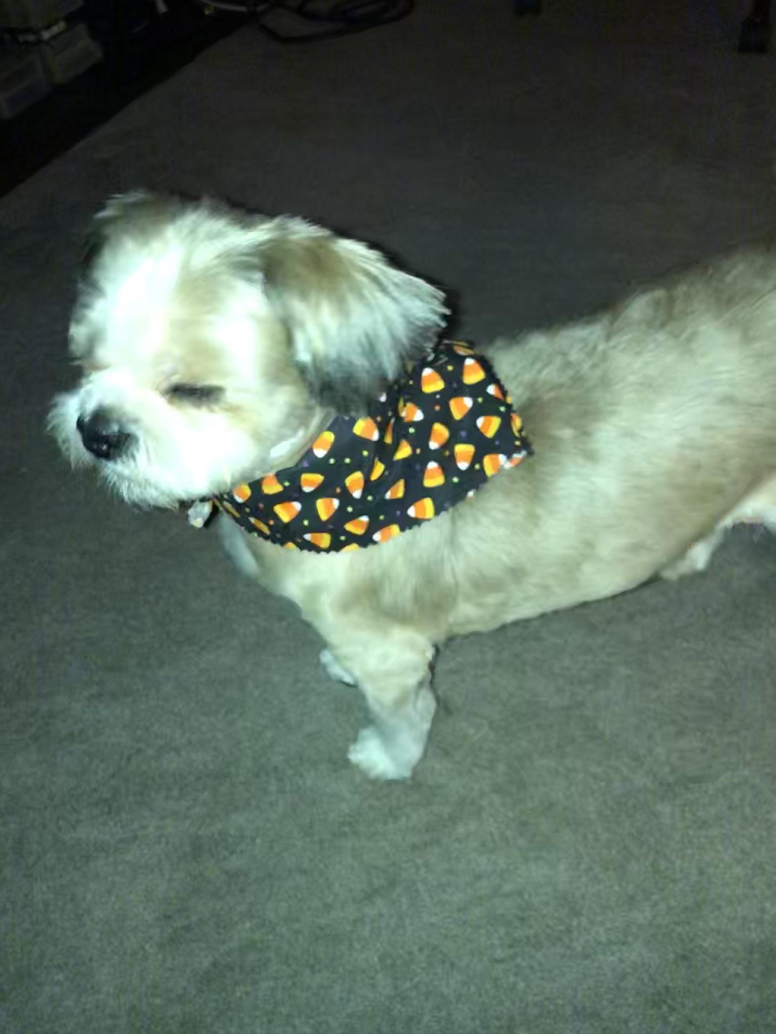 Our dapper boy, Buddy | Scrolller