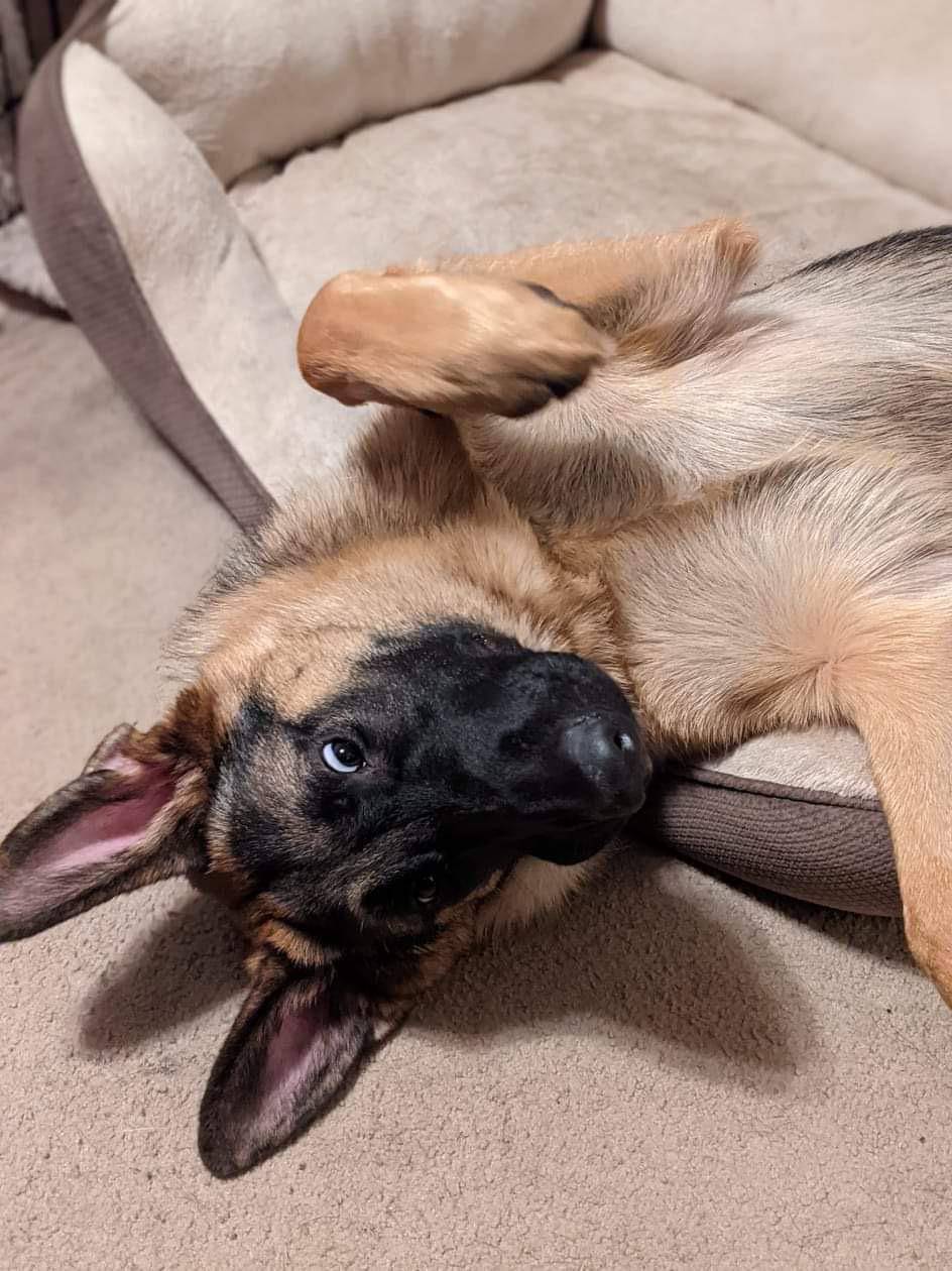 Discover more like Germanshepherds: Our derpy boi Leo 😂 and Related Content | Scrolller