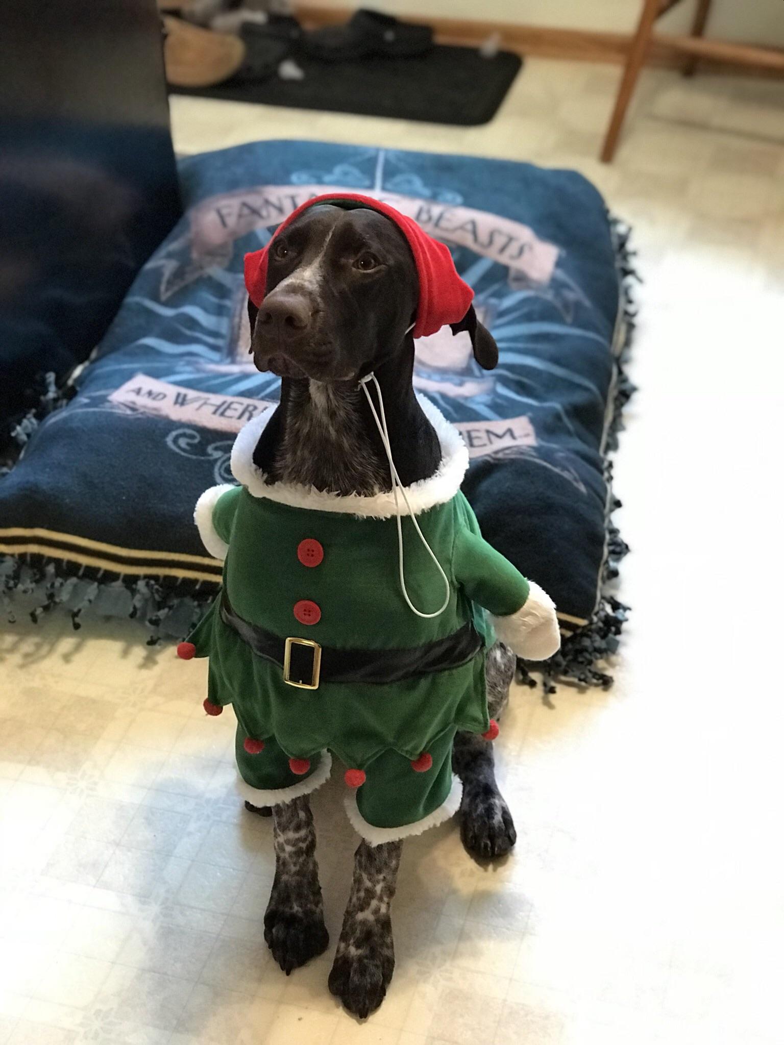 Our dog Dobby the Elf | Scrolller