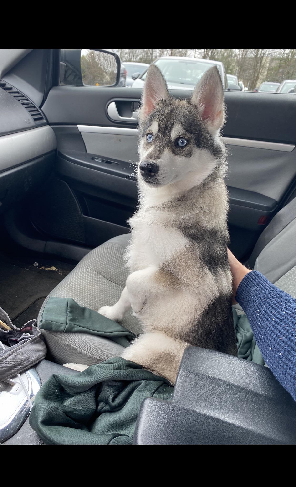 Our first Pomsky Pup. Her name is Mira & she’s already 4 months old. | Scrolller