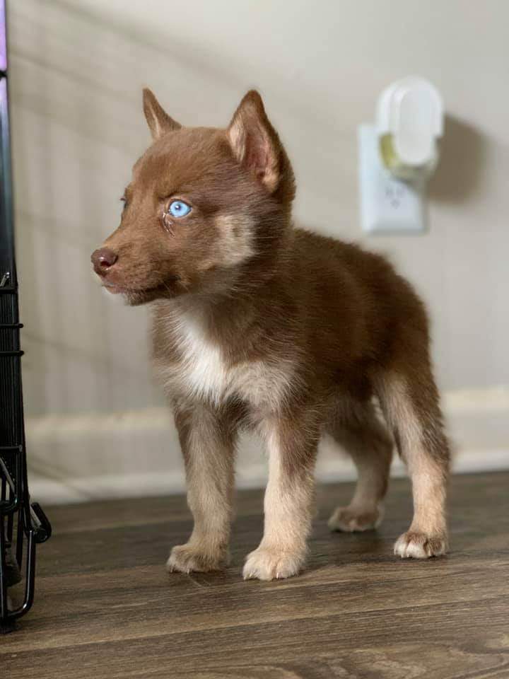 Our first puppy and husky | Scrolller