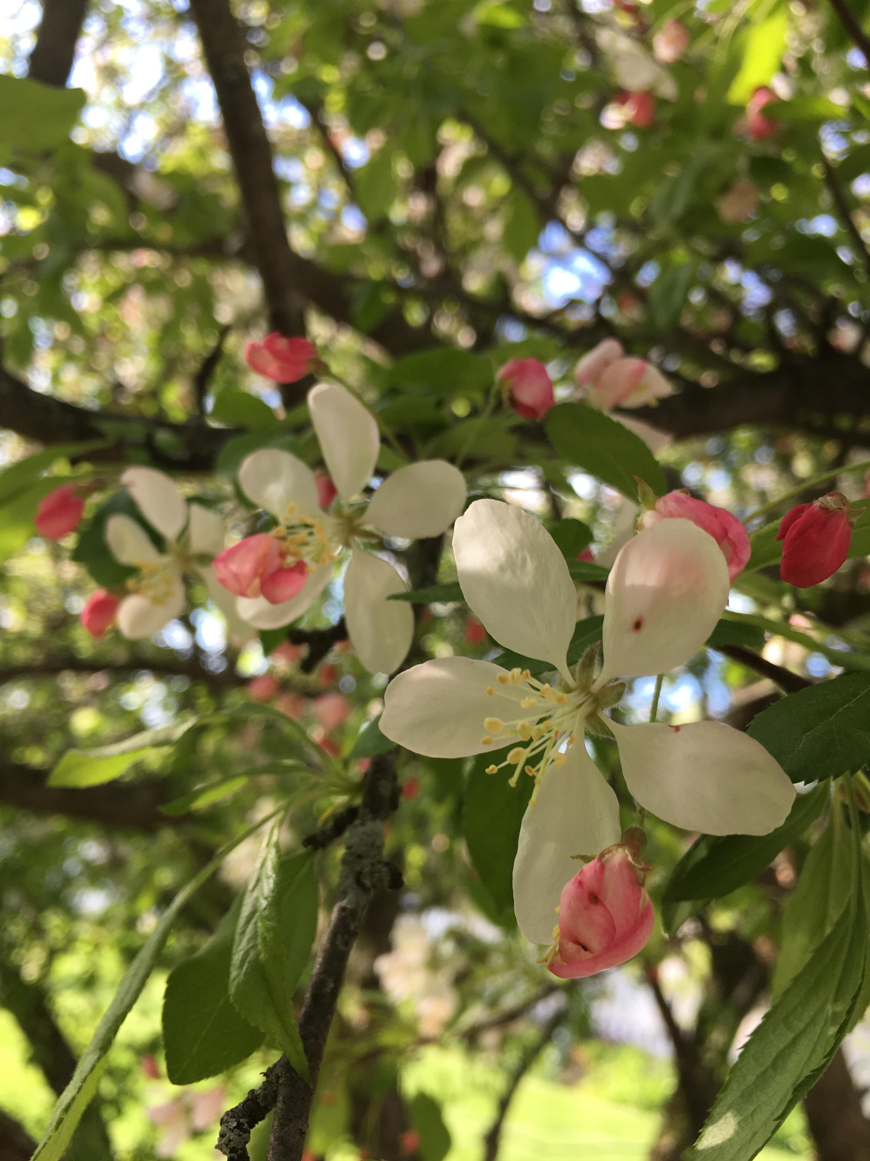 Our flowering crab apple tree | Scrolller