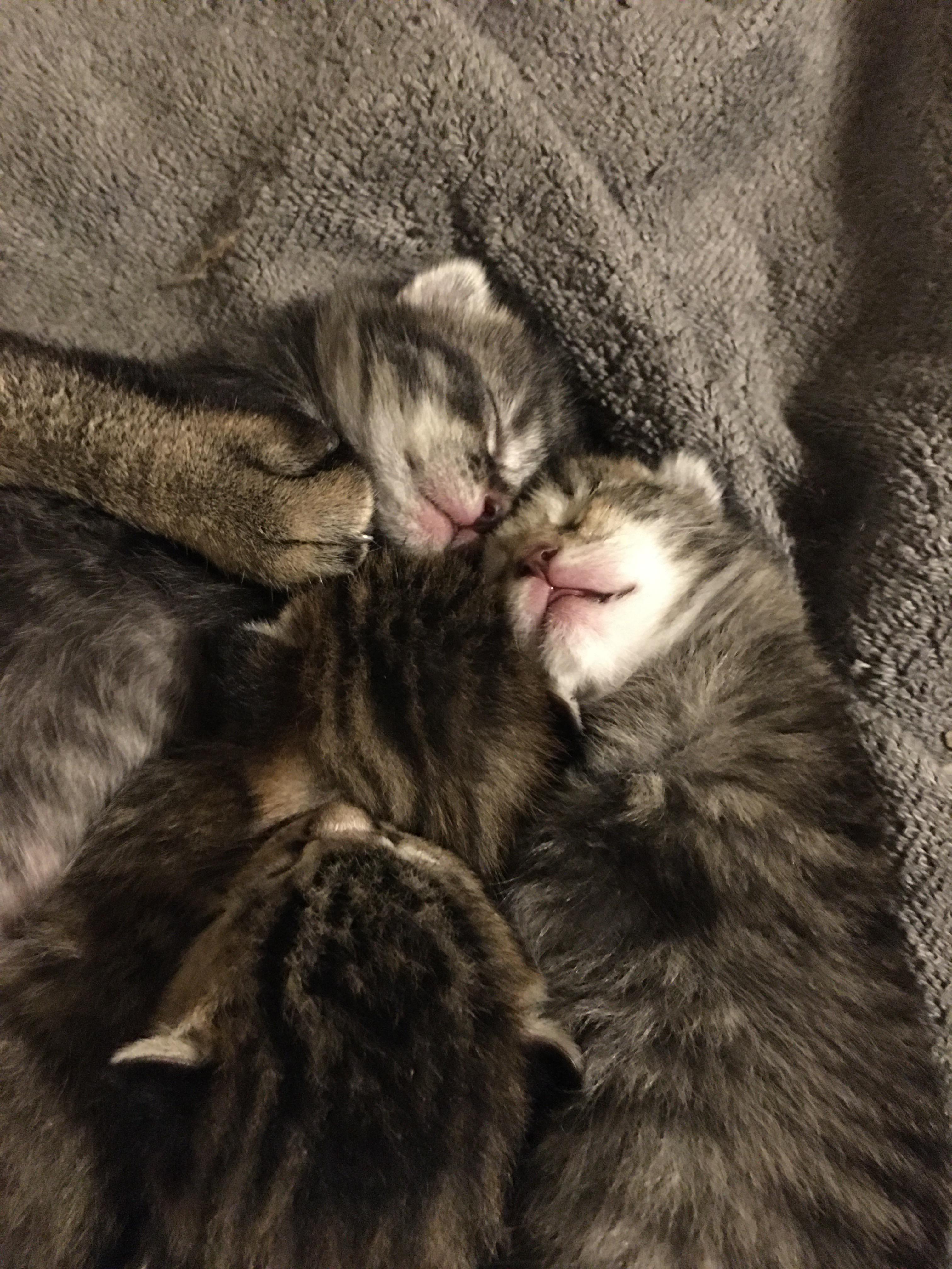 Our foster cat finally had her kittens 🥺 | Scrolller