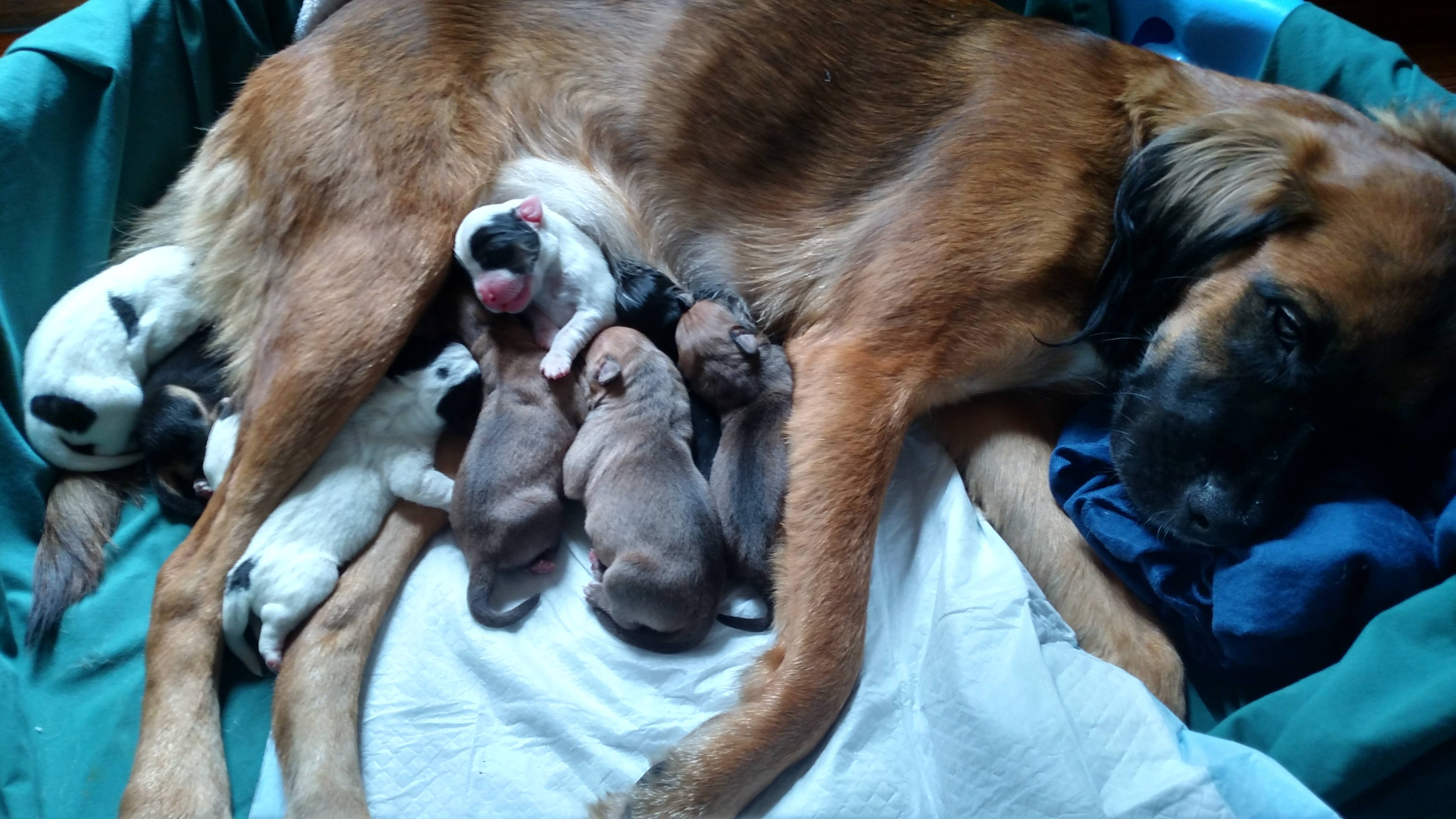 Our foster dog just delivered 9 puppies. Surprise! | Scrolller