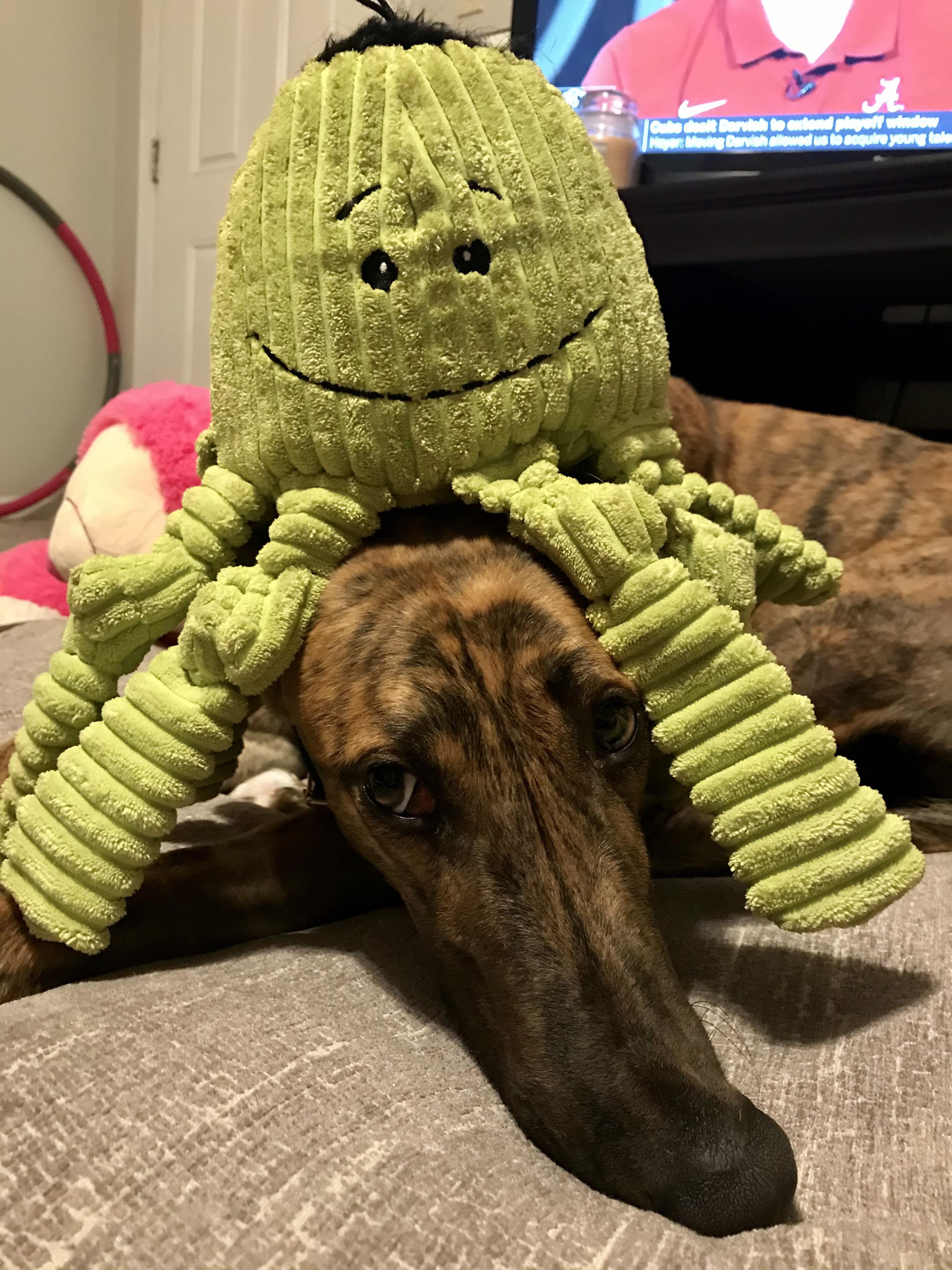 Our foster, Zazu, has a bendy nose. | Scrolller