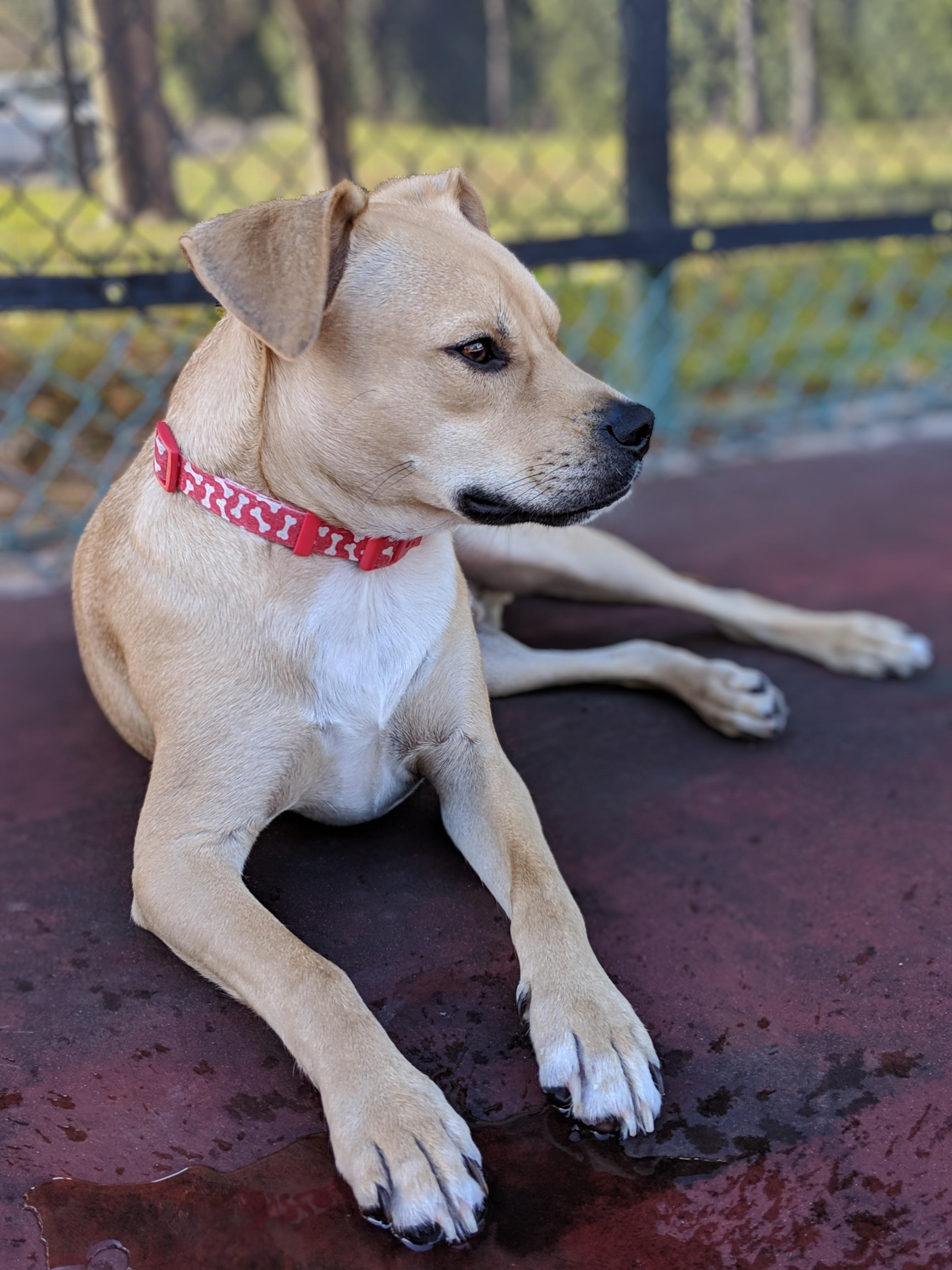 Our good boy Teddy | Scrolller