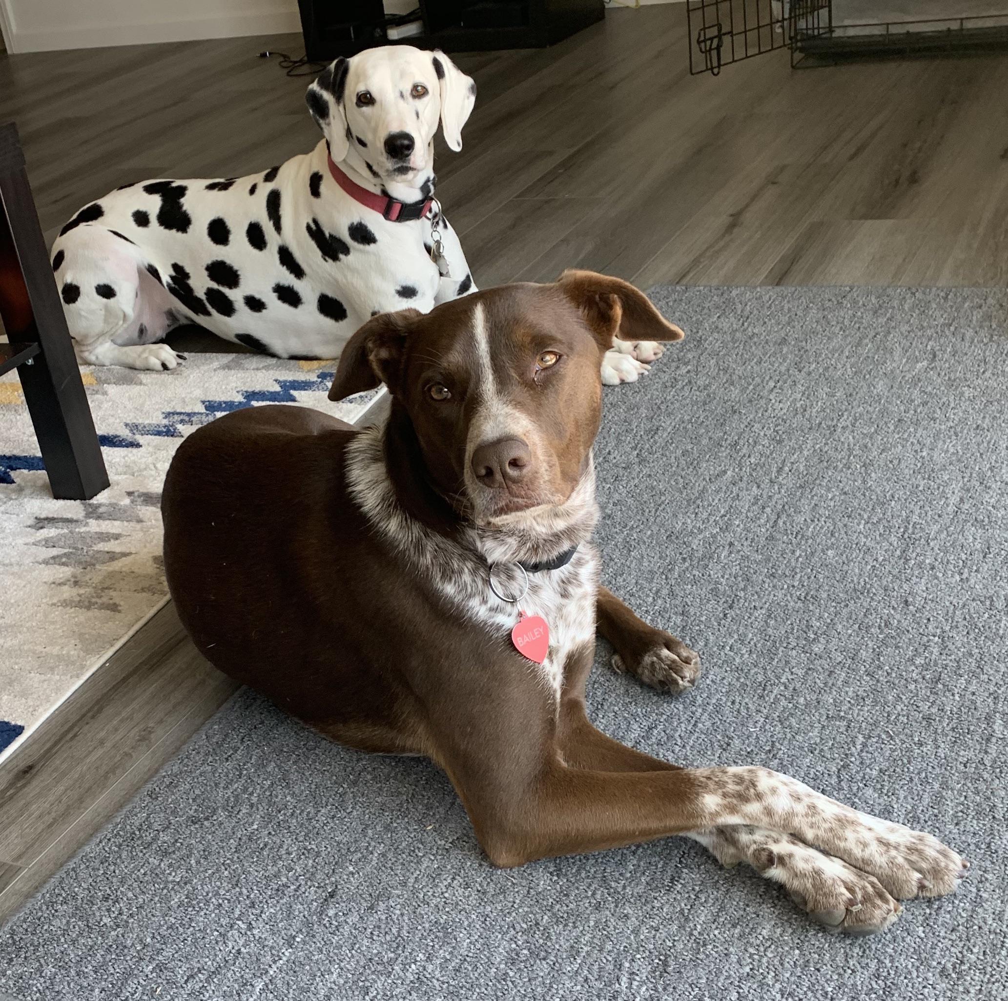 Our GSP mix with her Dalmatian BFF | Scrolller