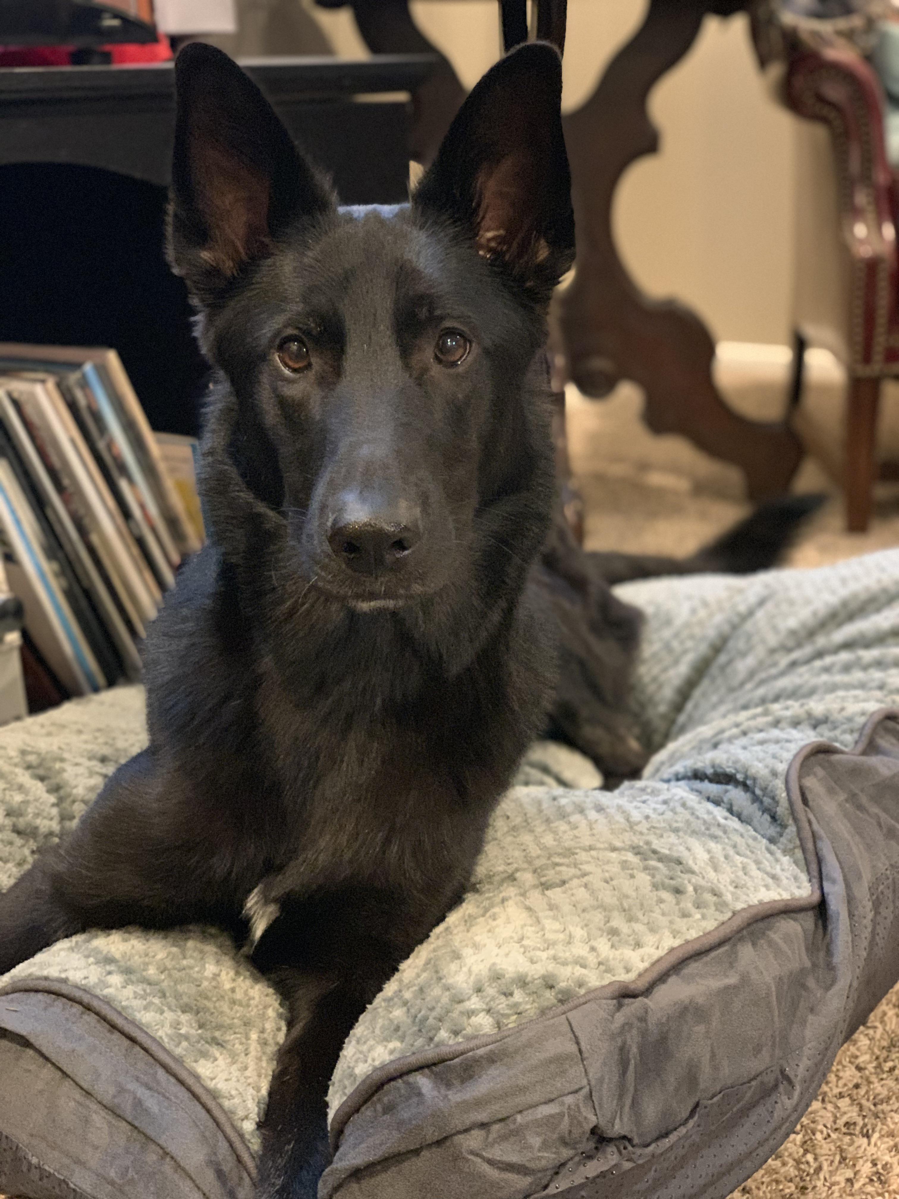 Our handsome boy | Scrolller