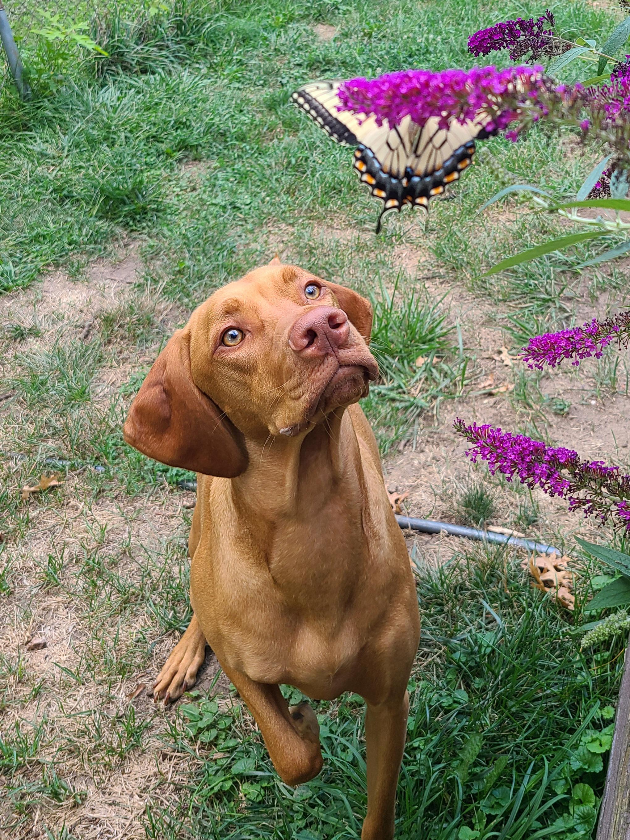 Our handsome boy making new friends this past summer | Scrolller