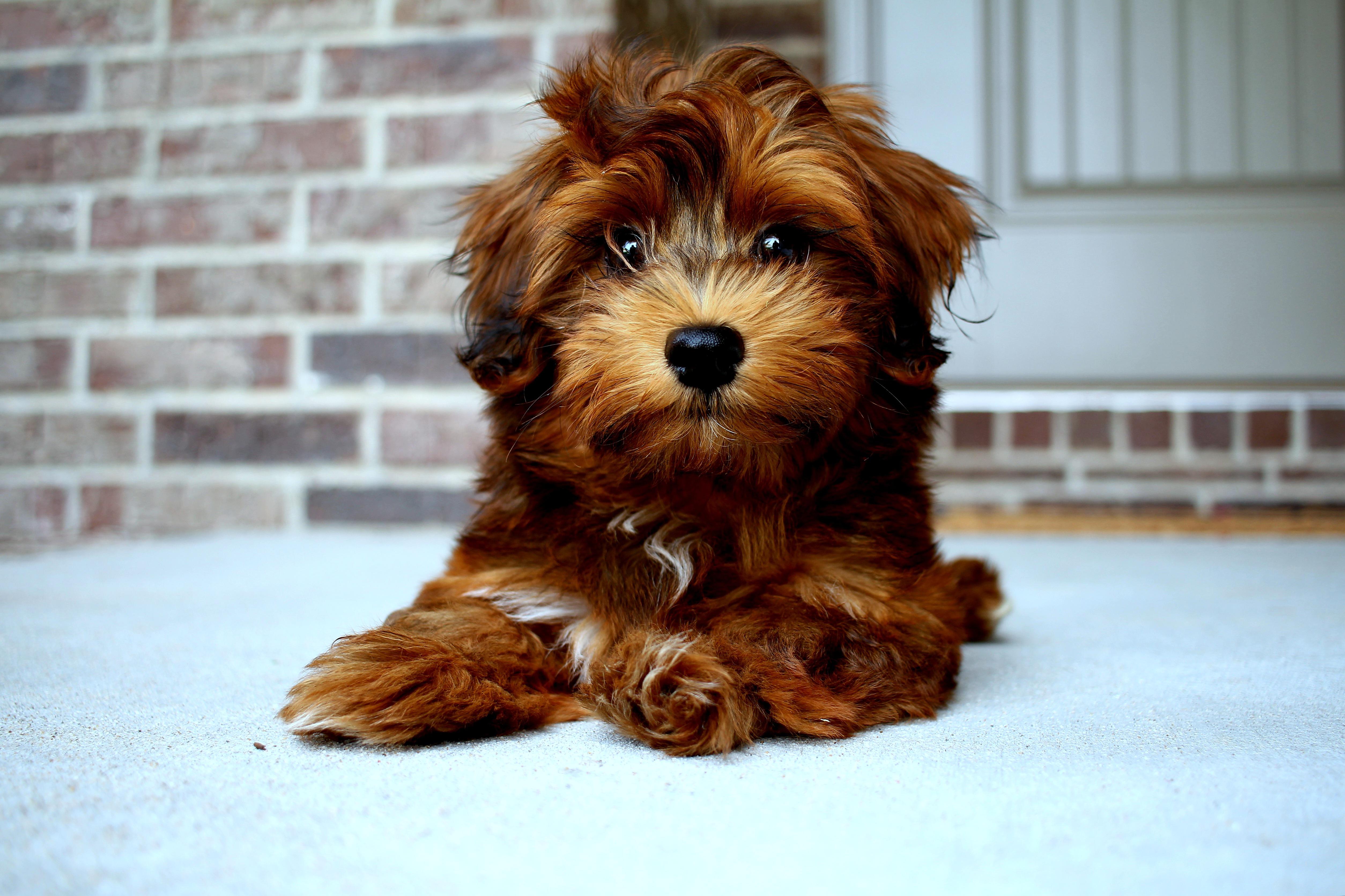 Our handsome boy, Roux! | Scrolller