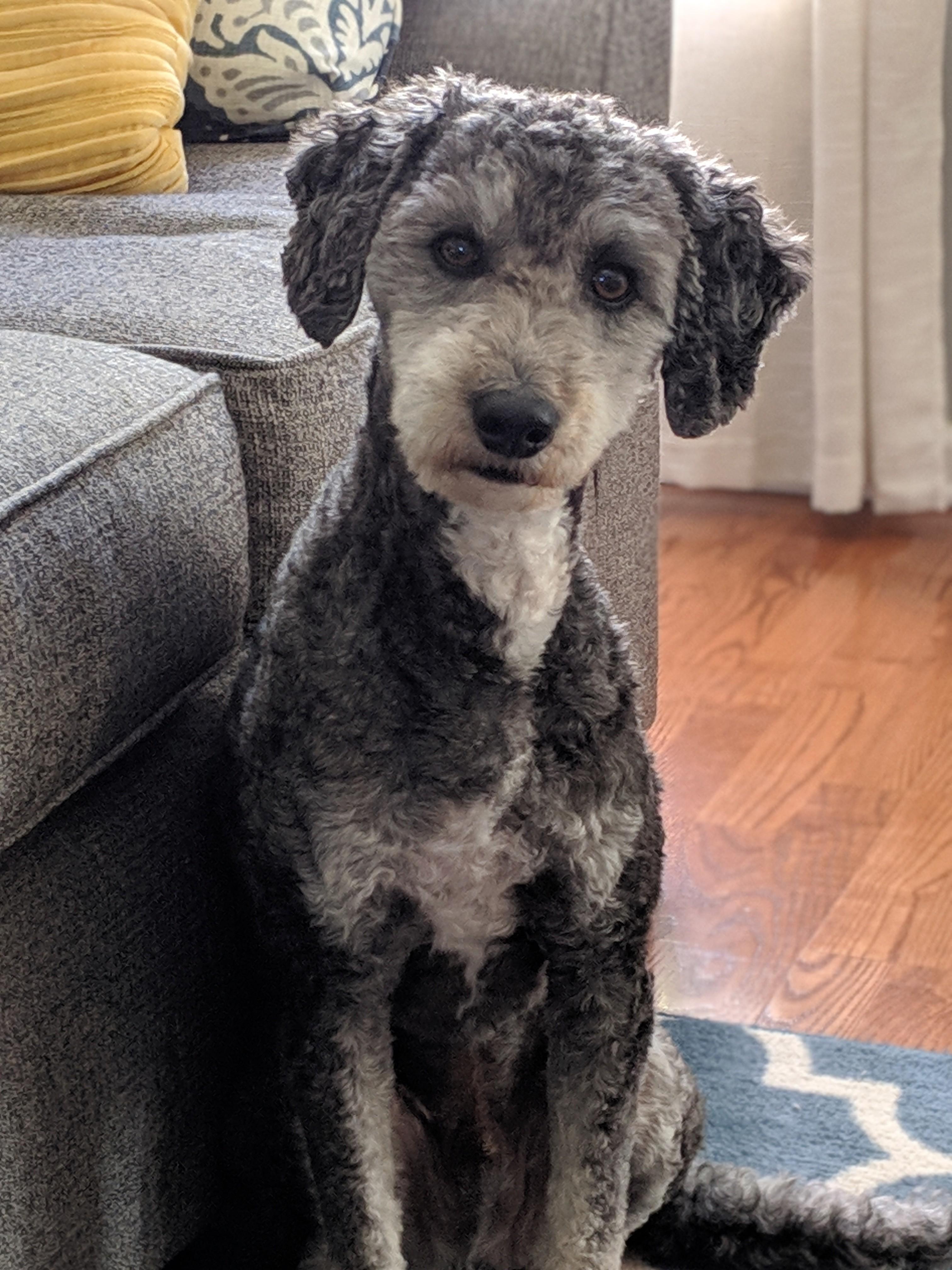 Our handsome boy, Waldo! | Scrolller